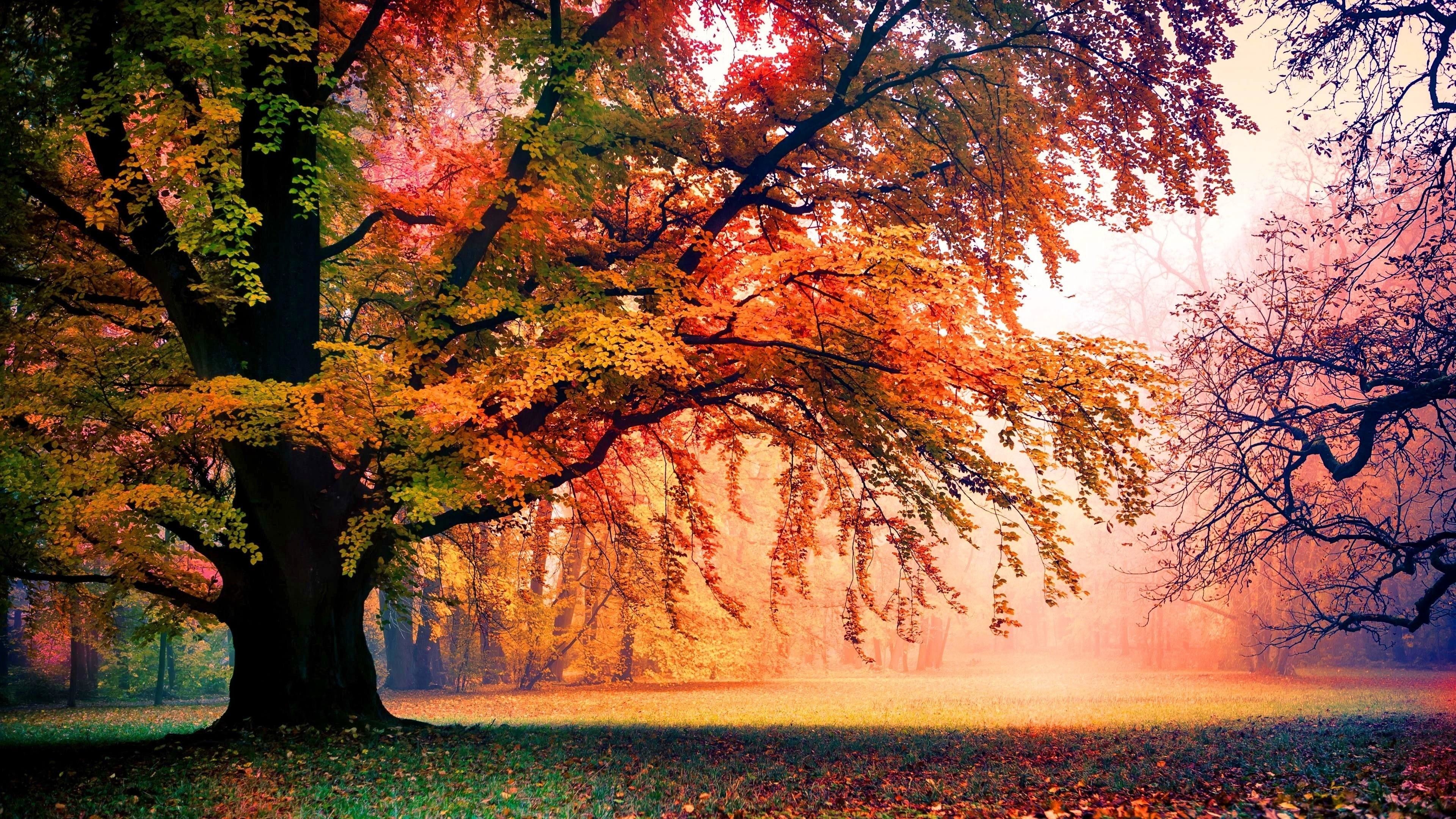 Fall Trees And Leaves Wallpaper