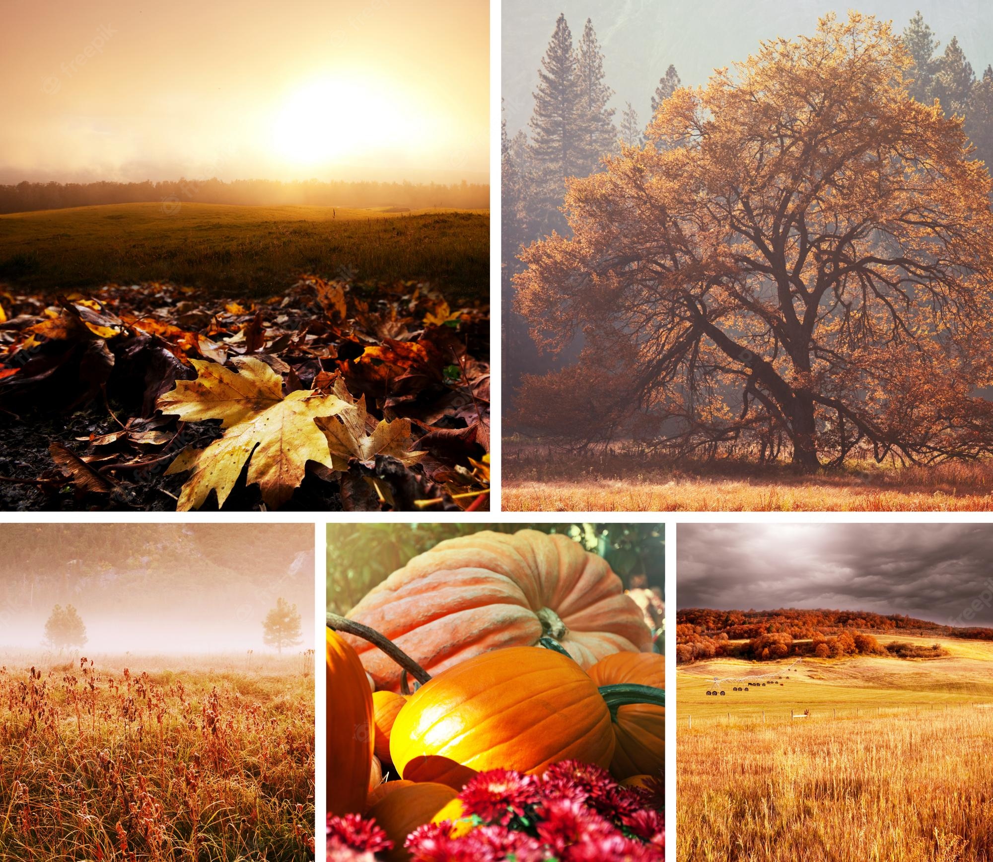 Nature Autumn Collage Wallpapers - Wallpaper Cave