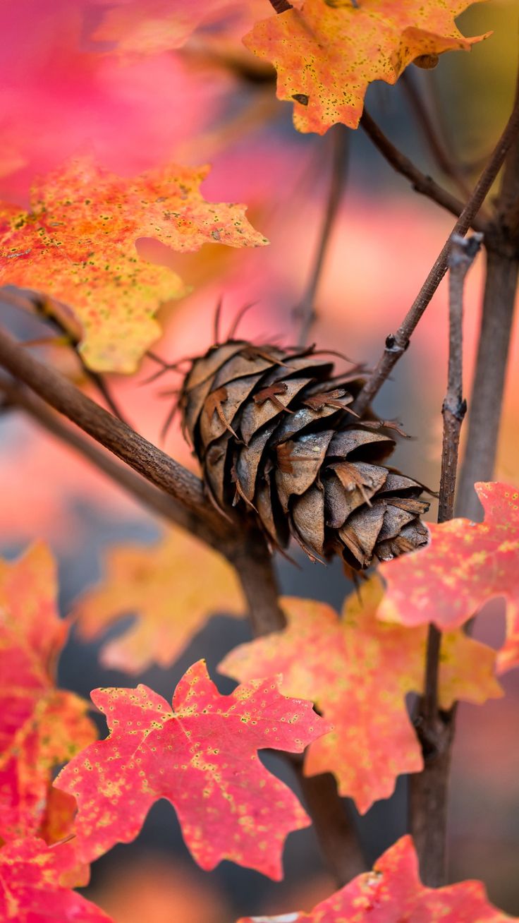 Autumn Pinecones Wallpapers - Wallpaper Cave