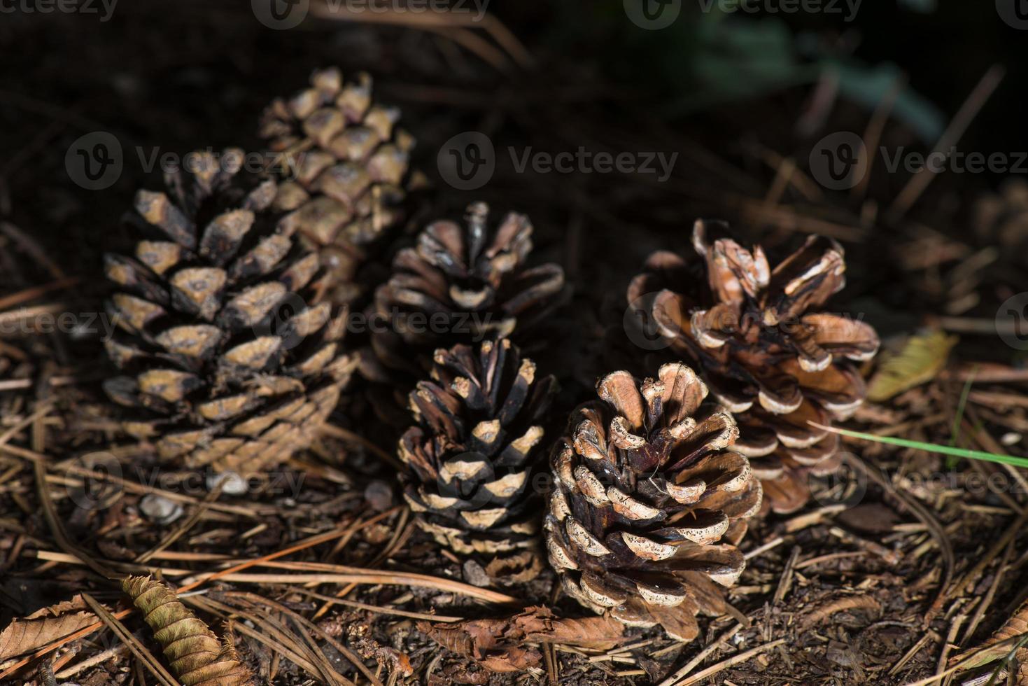 Autumn Pinecones Wallpapers - Wallpaper Cave