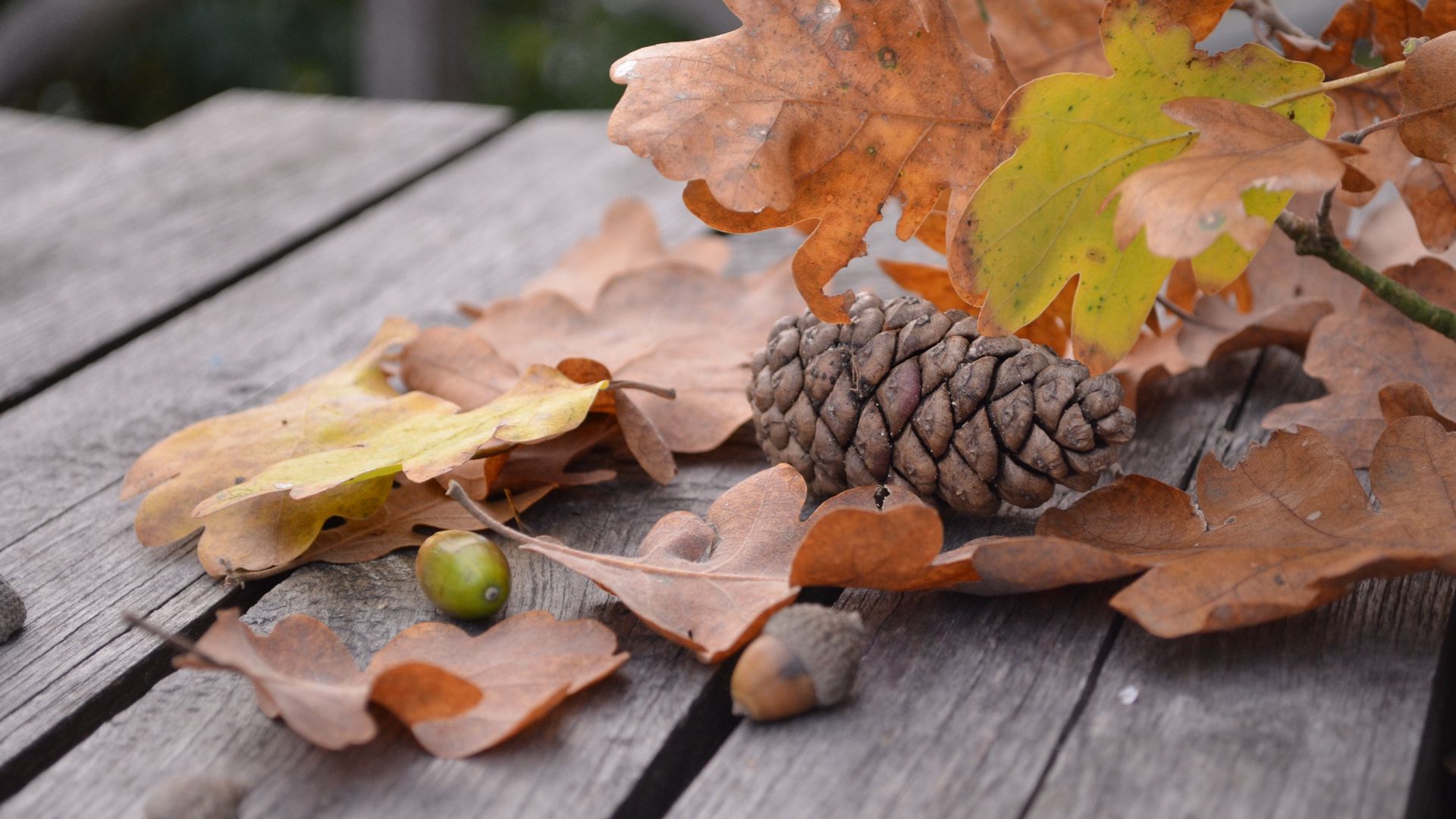 Autumn Pinecones Wallpapers - Wallpaper Cave