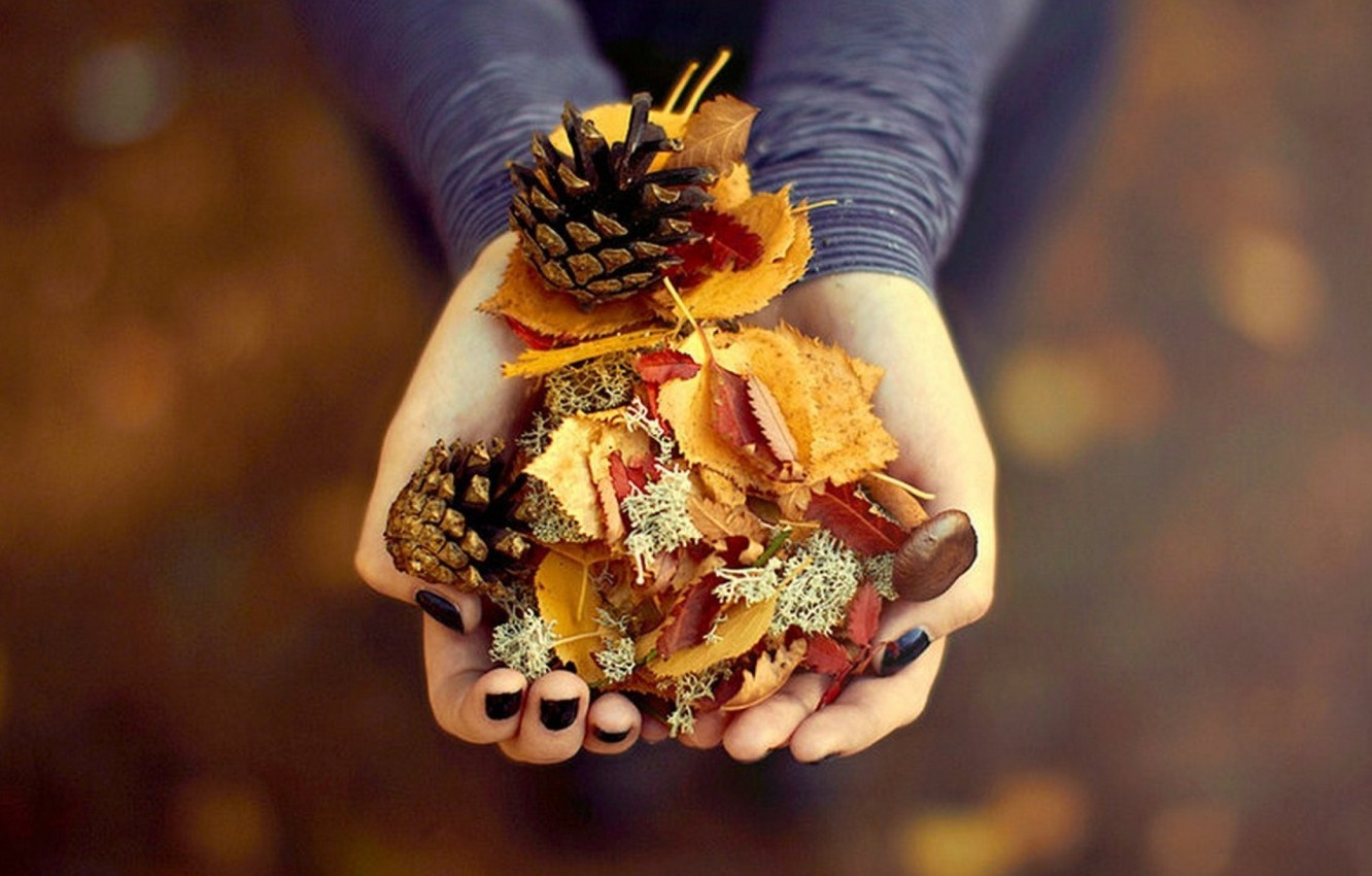 Autumn Pinecones Wallpapers - Wallpaper Cave