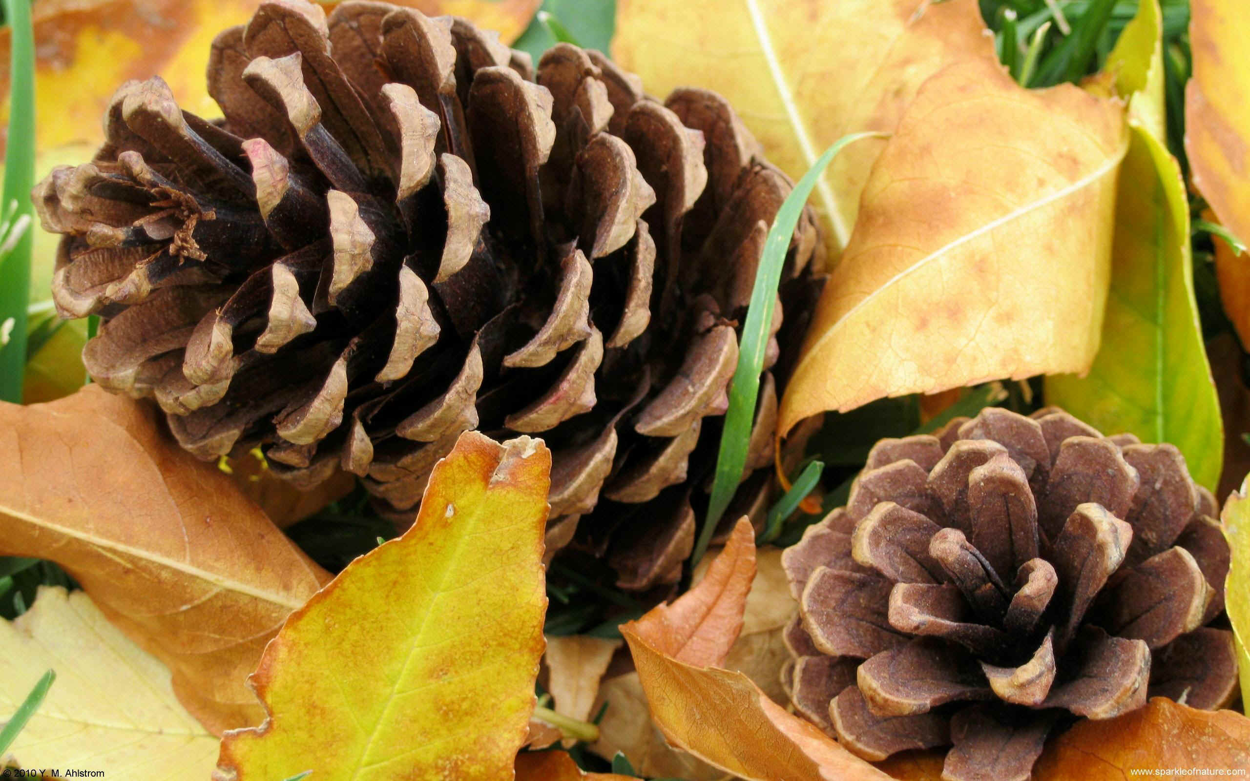 Autumn Pinecones Wallpapers - Wallpaper Cave