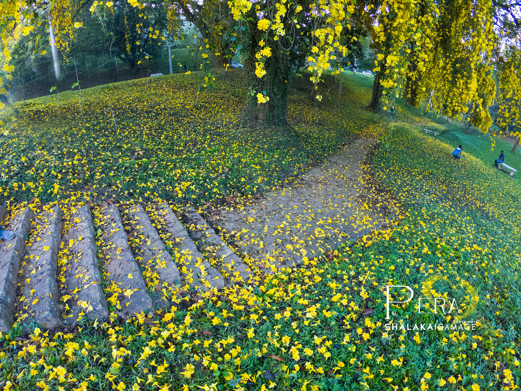 Peradeniya Wallpapers - Wallpaper Cave