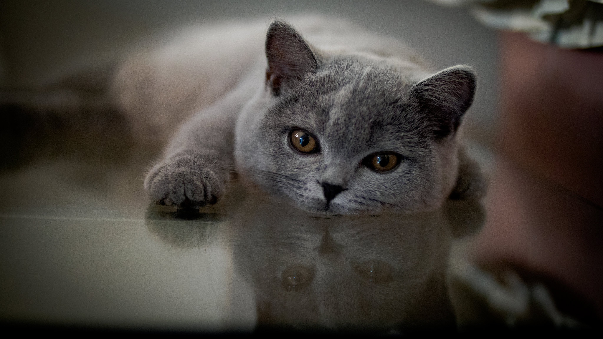 British Shorthair Cat Wallpapers - Wallpaper Cave