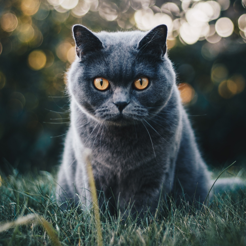 British Shorthair Cat Wallpapers - Wallpaper Cave