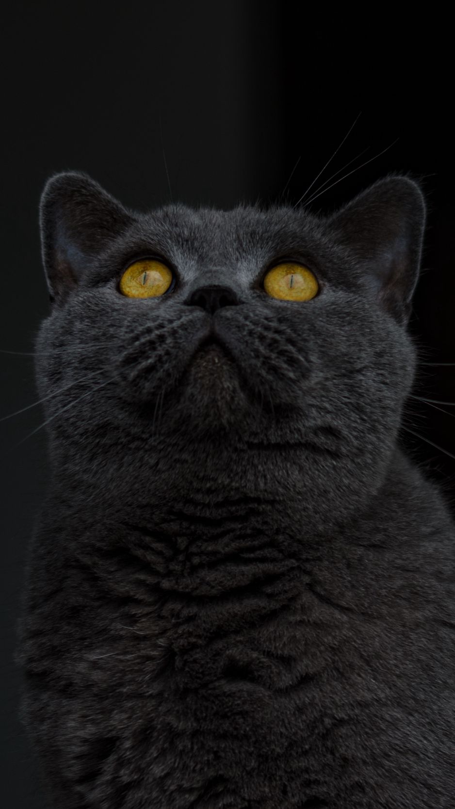 British Shorthair Cat Wallpapers - Wallpaper Cave