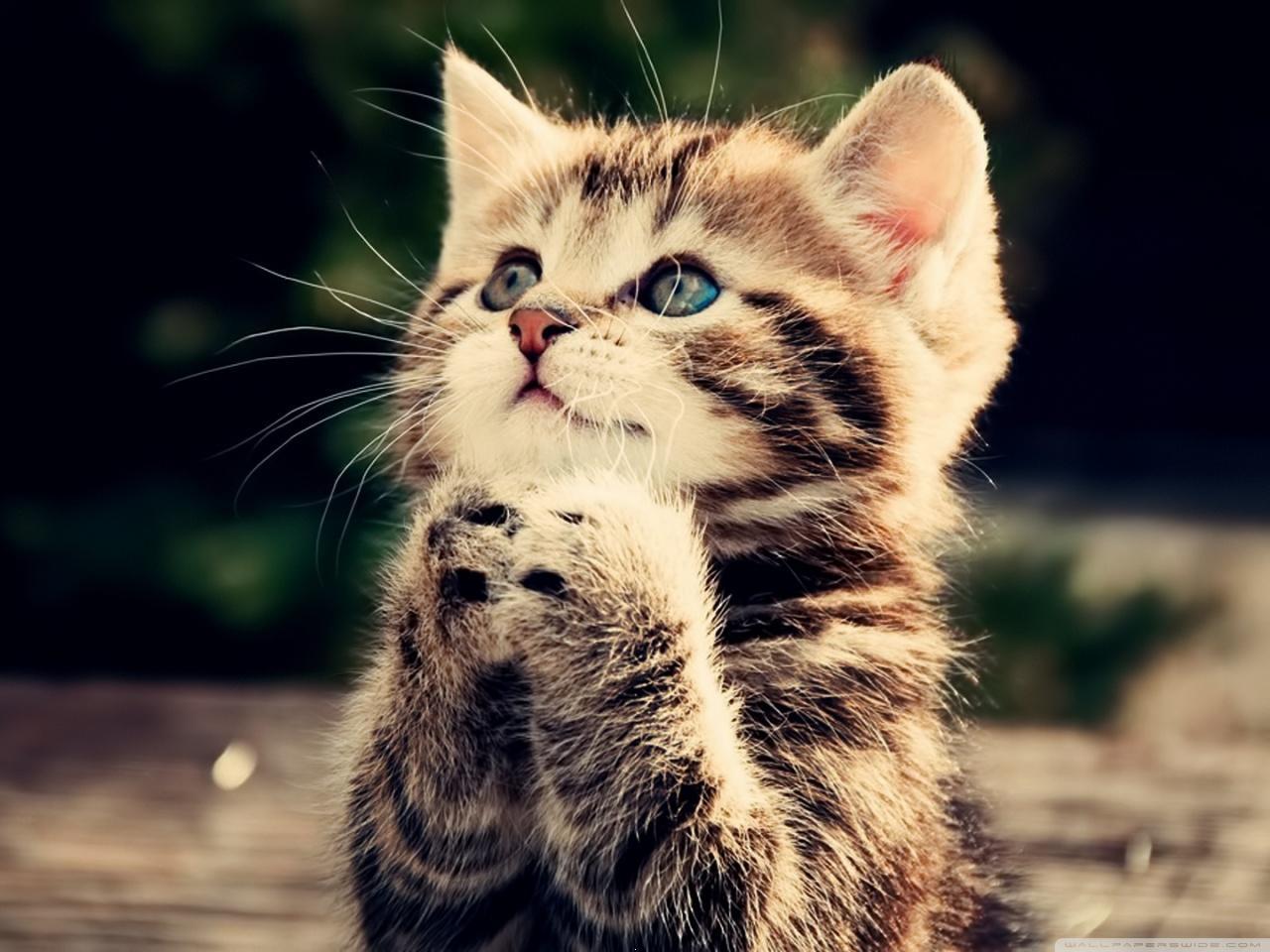 Funny Kitty Wallpapers - Wallpaper Cave