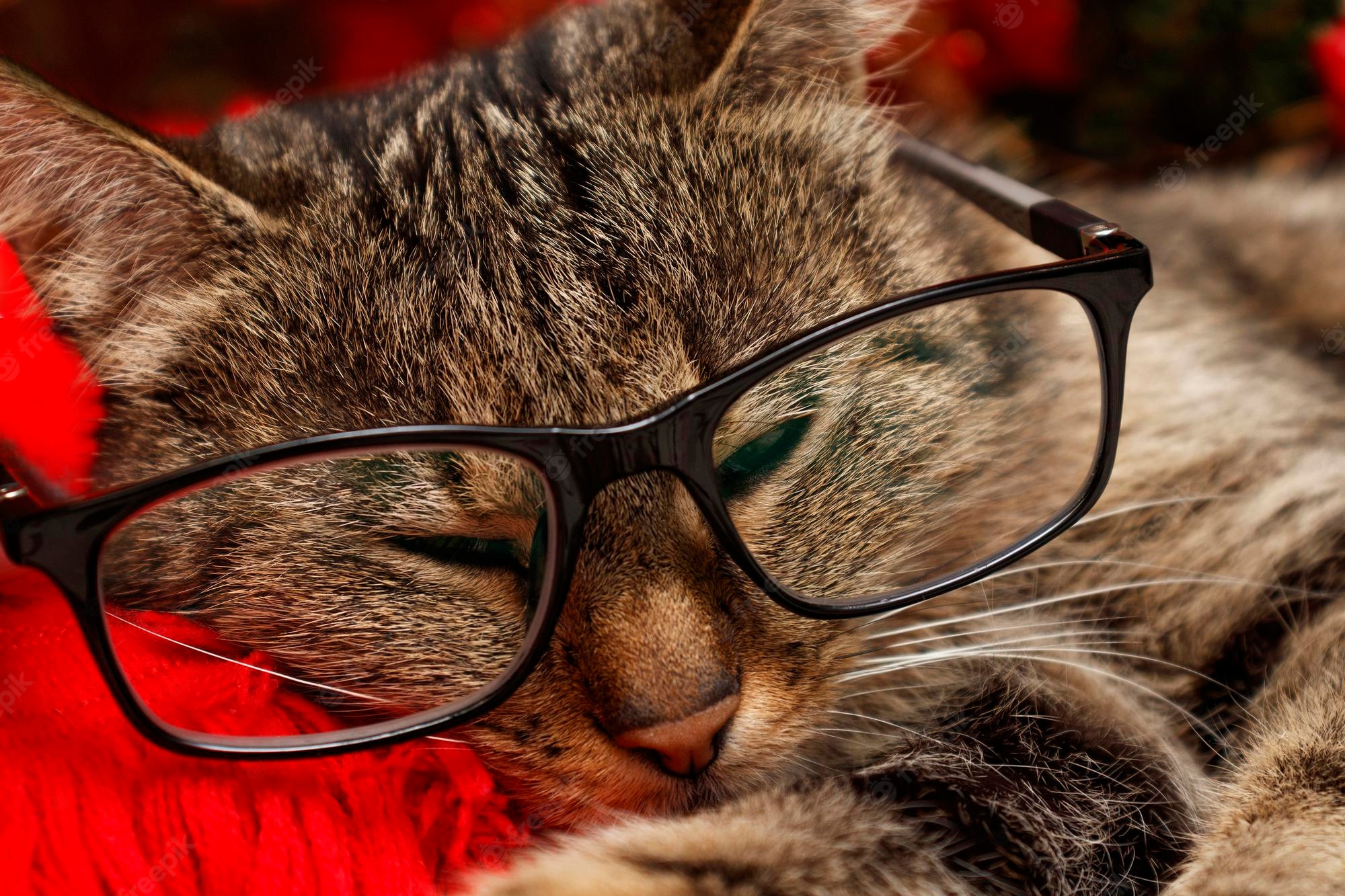 Funny Kitty Wallpapers - Wallpaper Cave