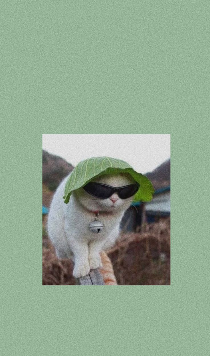 Funny Kitty Wallpapers - Wallpaper Cave