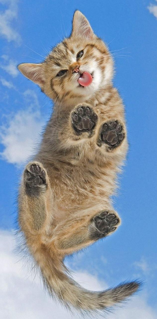 Funny Kitty Wallpapers - Wallpaper Cave