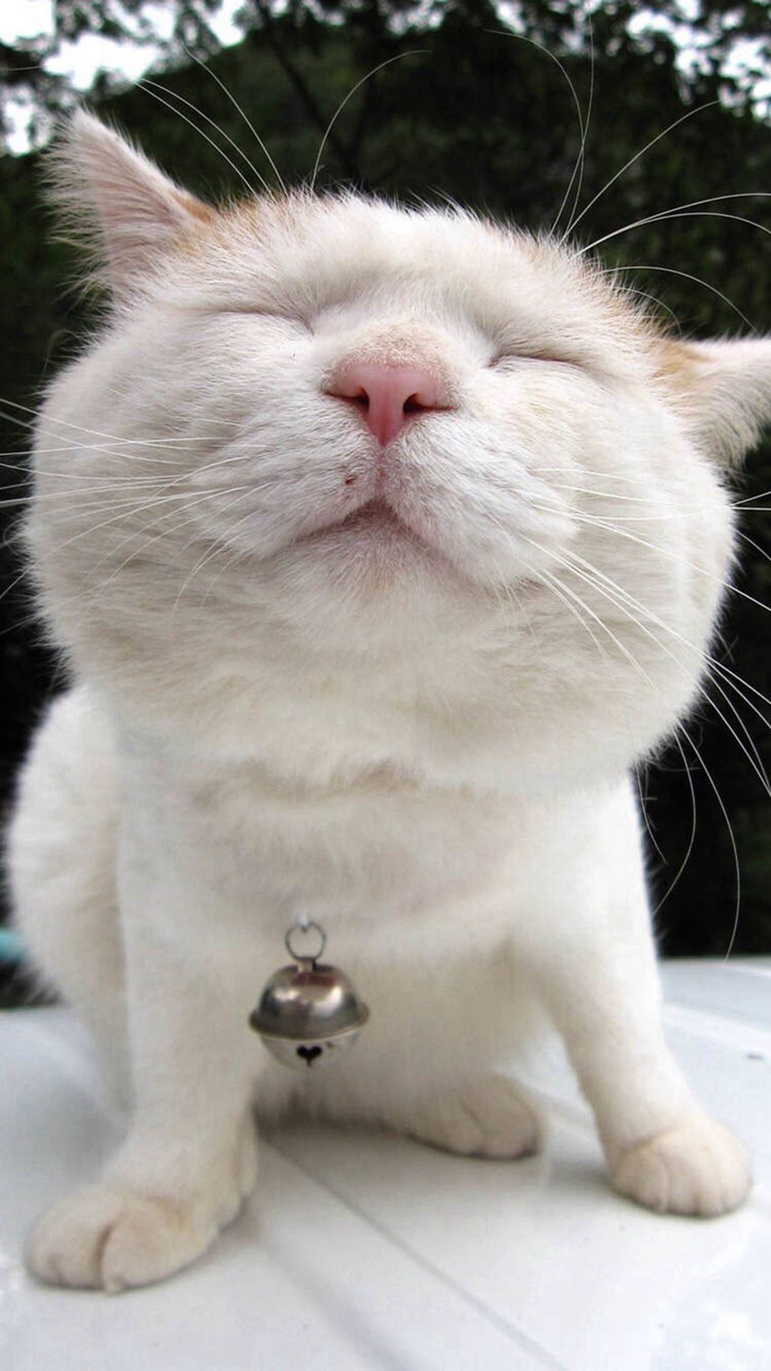 Funny Kitty Wallpapers - Wallpaper Cave