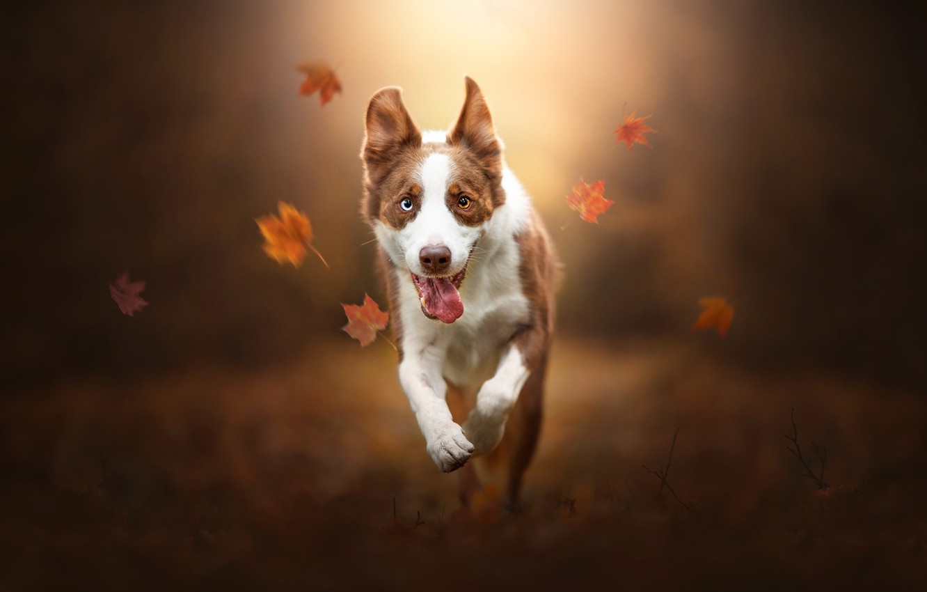 Running Autumn Wallpapers - Wallpaper Cave