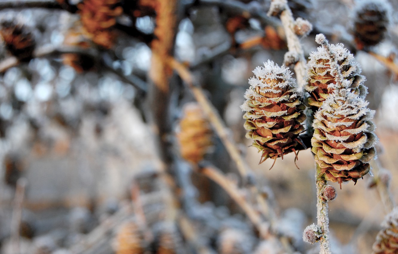 Winter Pinecones Wallpapers - Wallpaper Cave