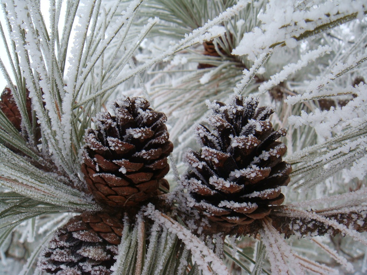 Winter Pinecones Wallpapers - Wallpaper Cave