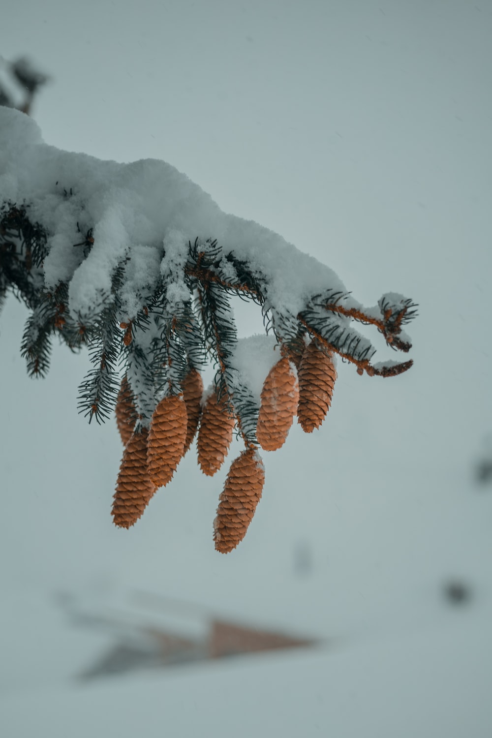 Winter Pinecones Wallpapers - Wallpaper Cave