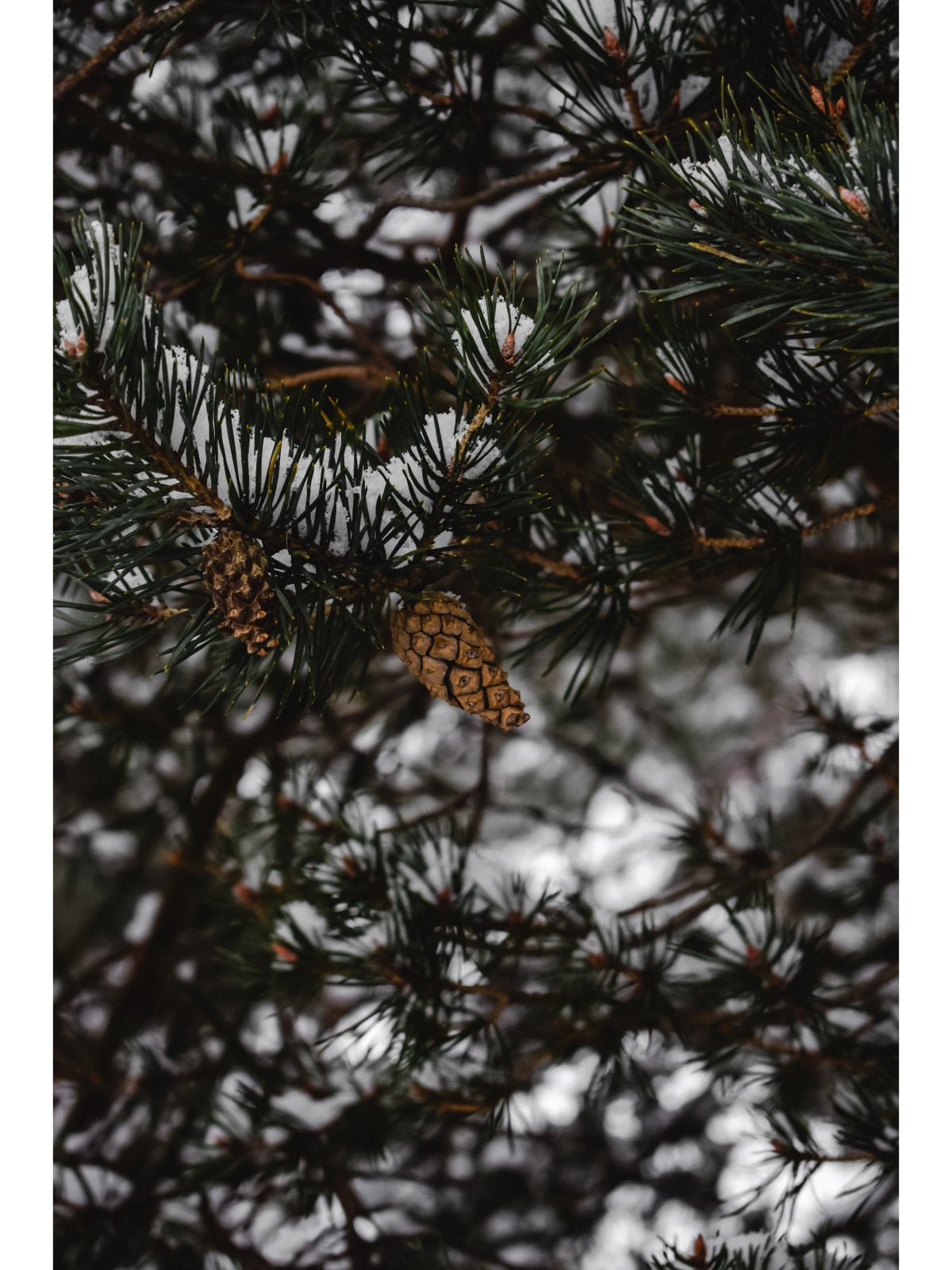 Winter Pinecones Wallpapers - Wallpaper Cave