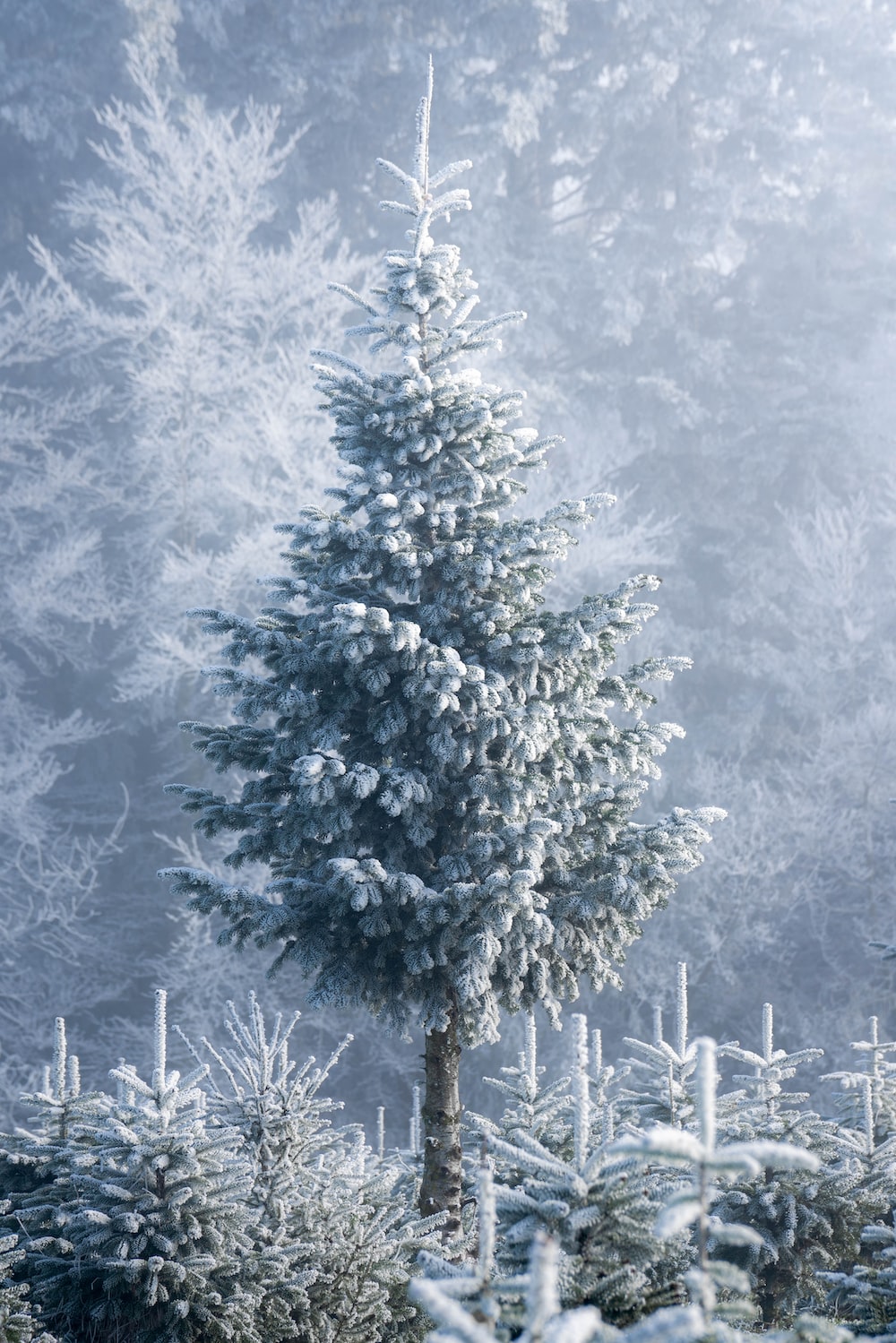 Winter Christmas Tree Outside Wallpapers - Wallpaper Cave