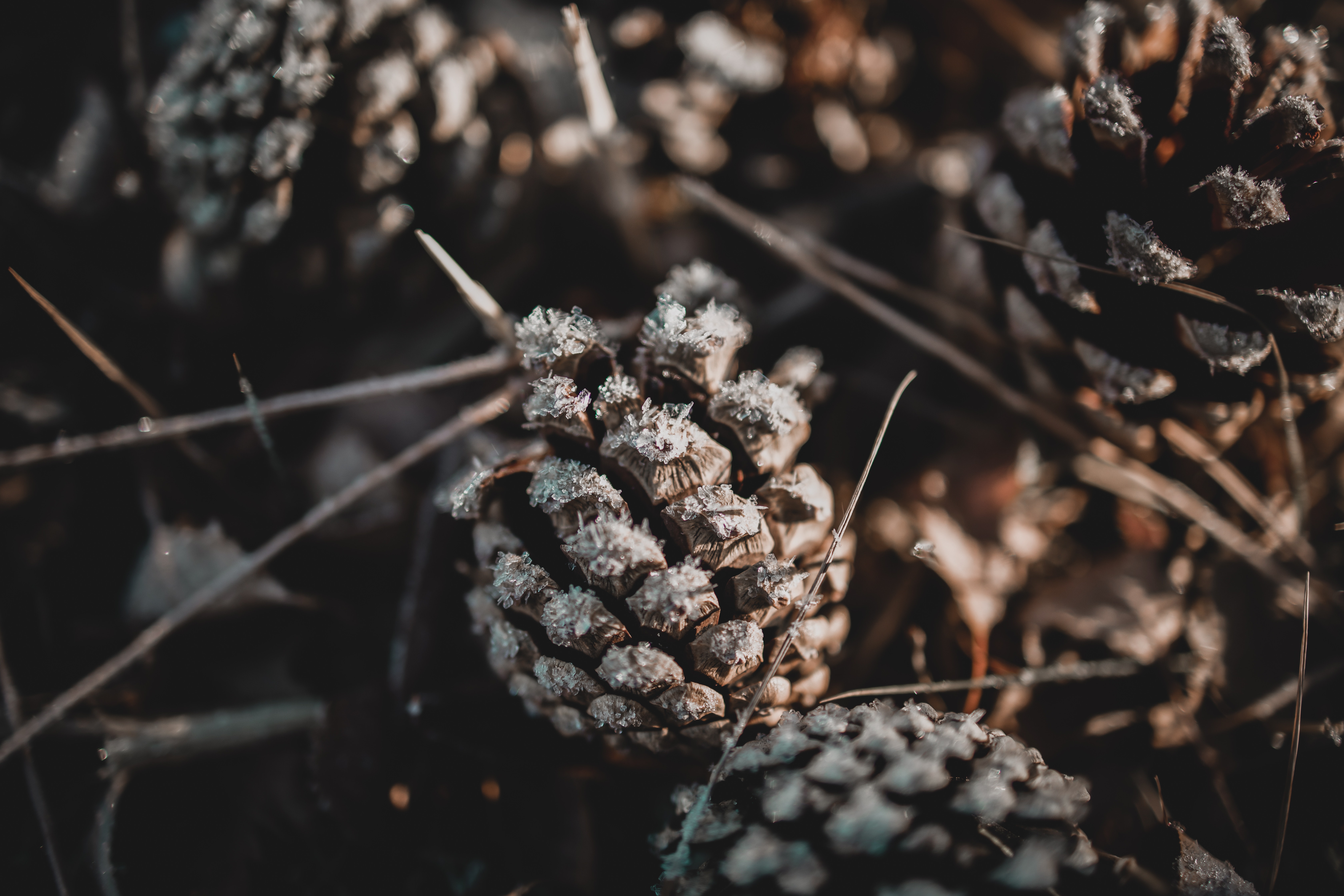 Winter Pinecones Wallpapers - Wallpaper Cave