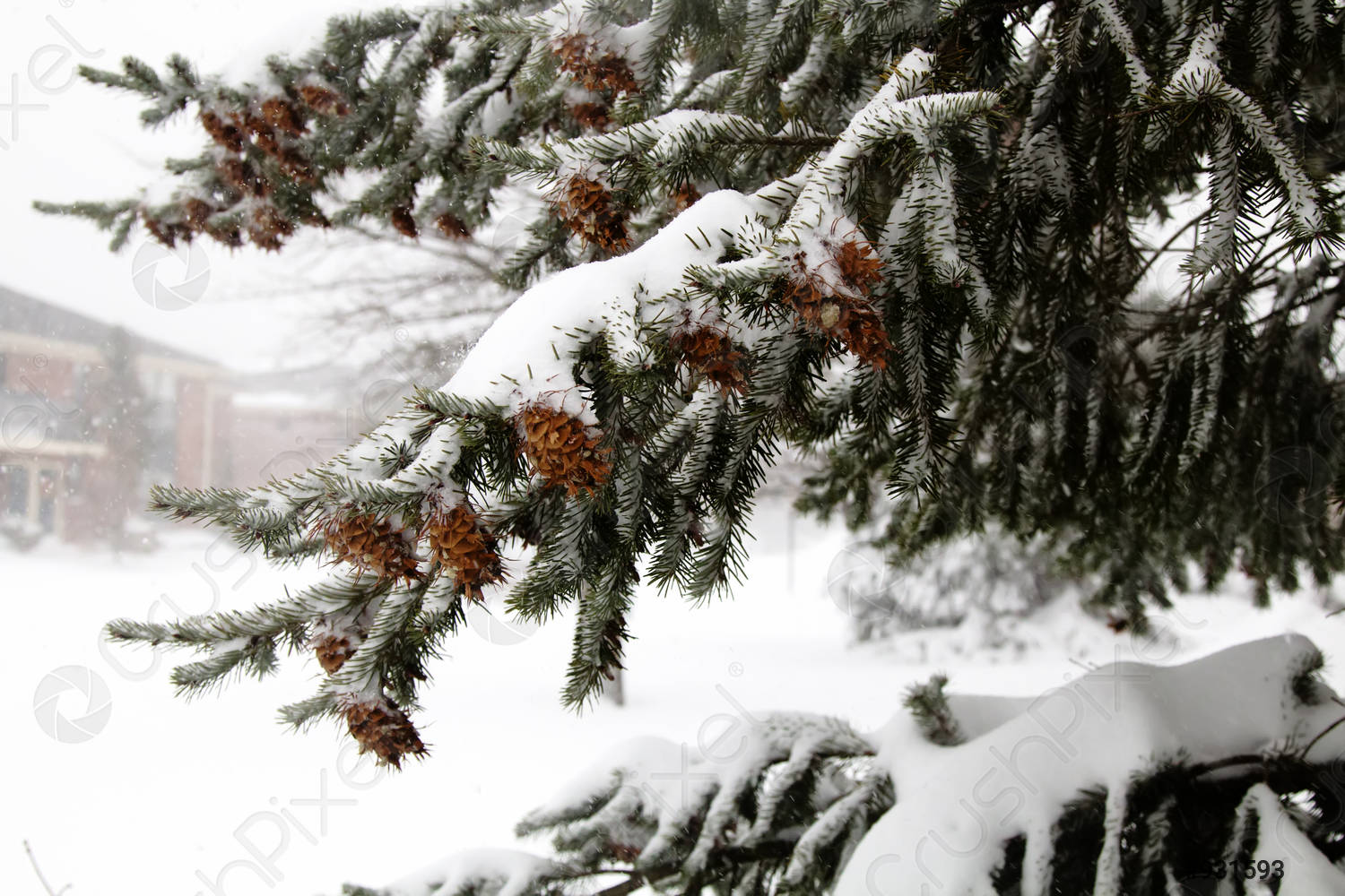 Winter Pinecones Wallpapers - Wallpaper Cave