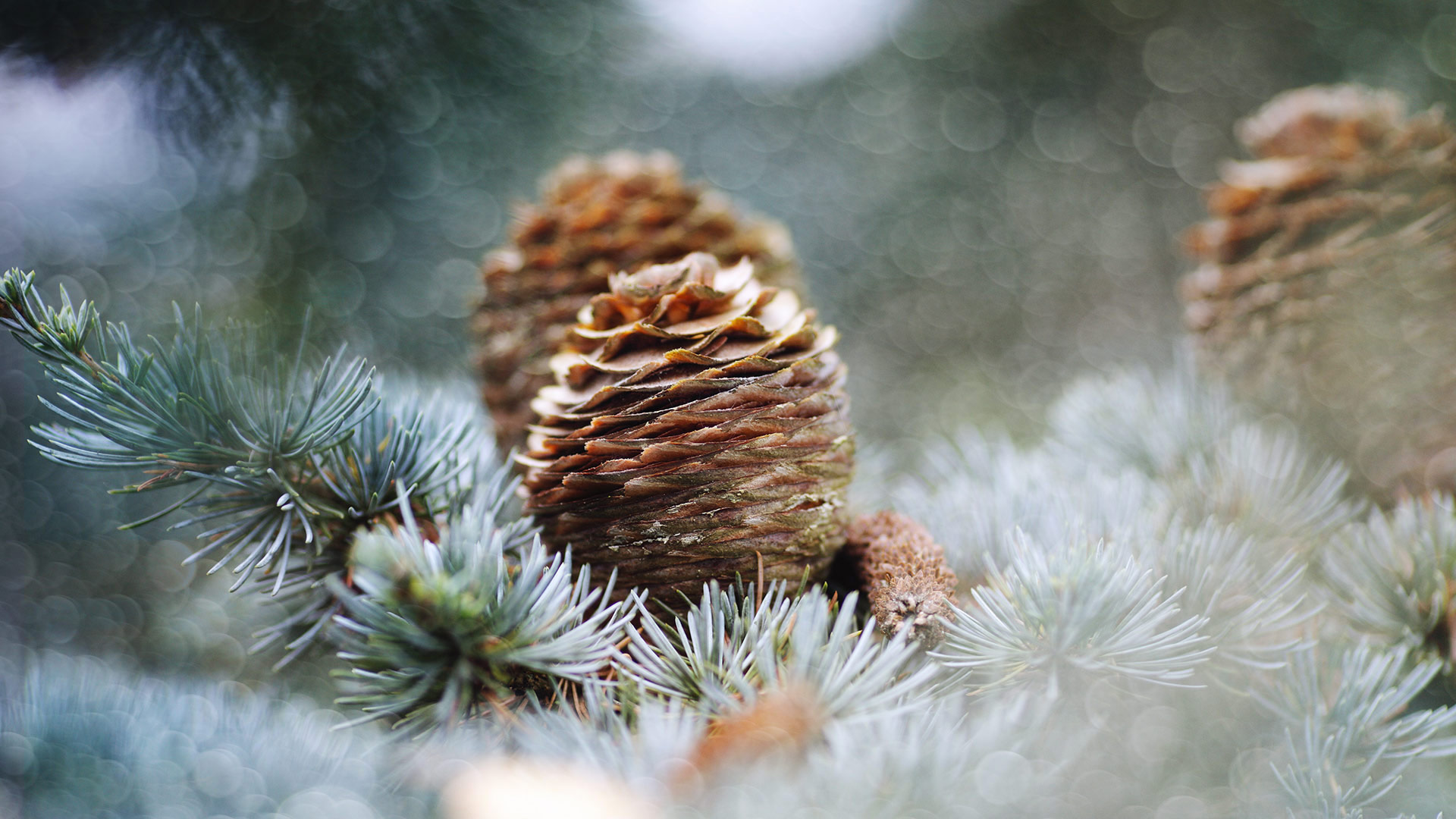 Winter Pinecones Wallpapers - Wallpaper Cave