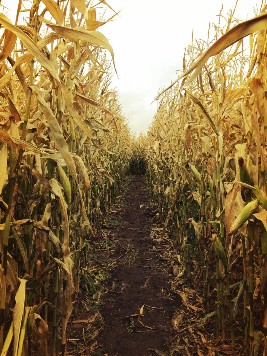 Corn Maze Wallpapers - Wallpaper Cave