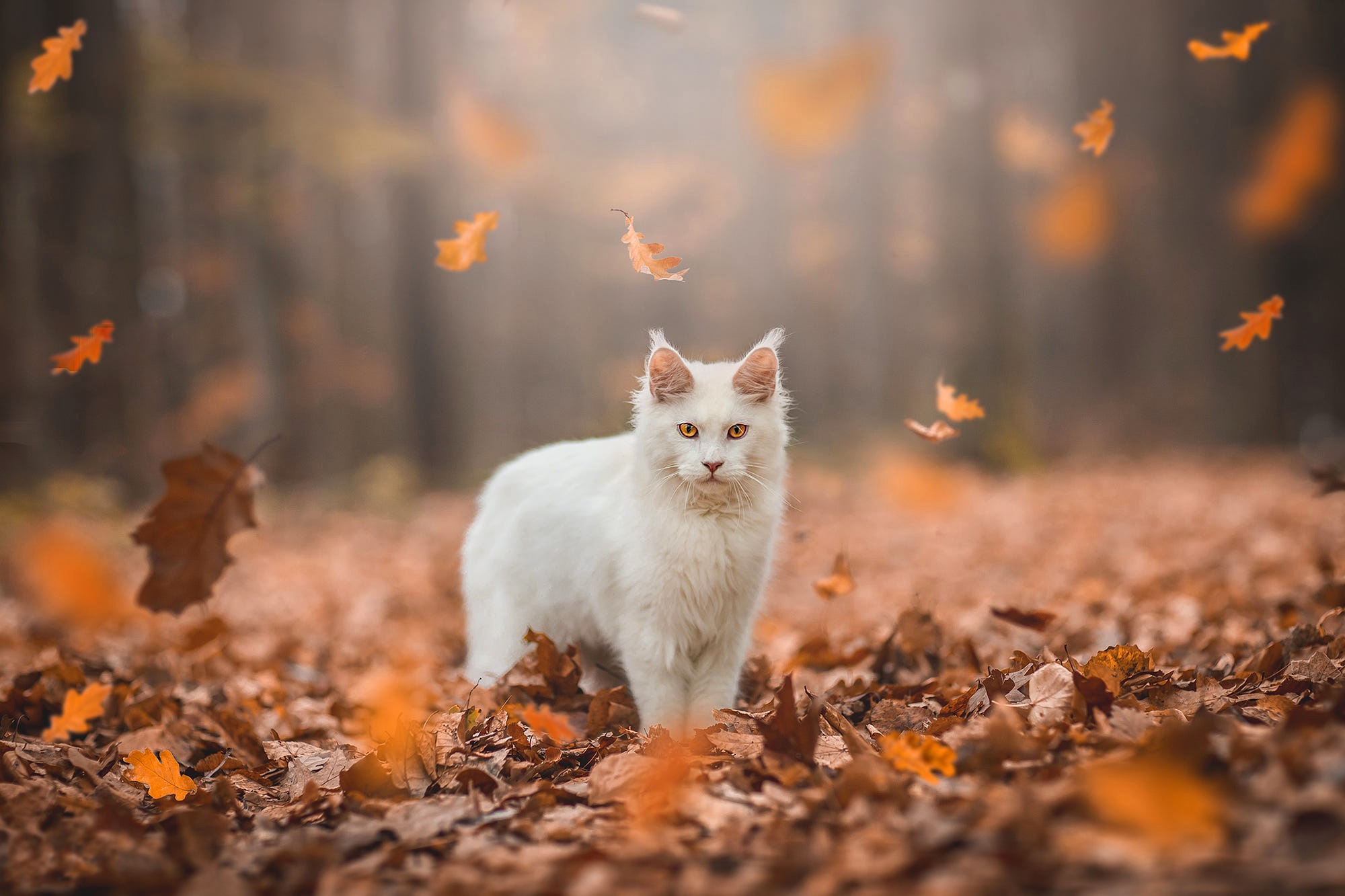 Fall Kittens Wallpapers - Wallpaper Cave