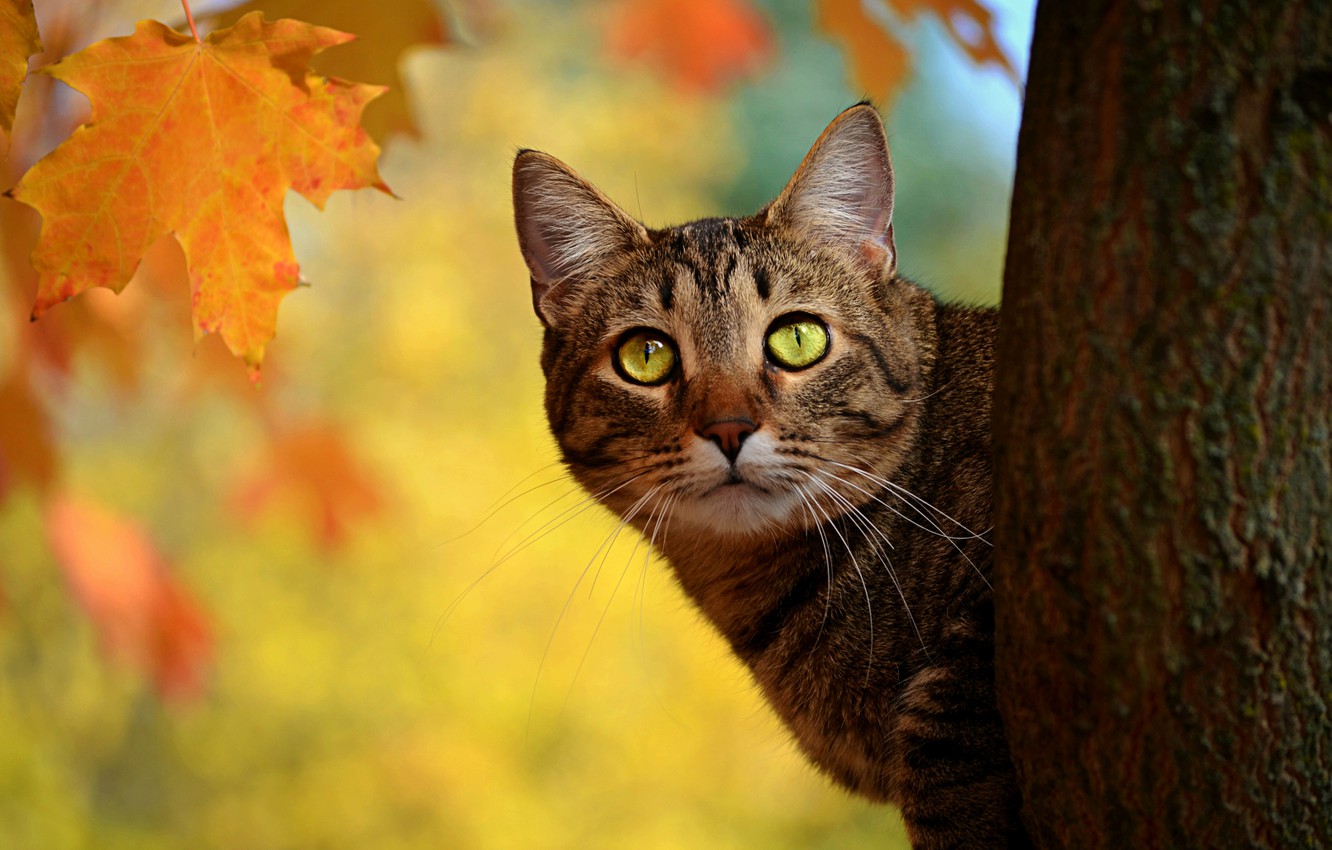 Fall Kittens Wallpapers - Wallpaper Cave