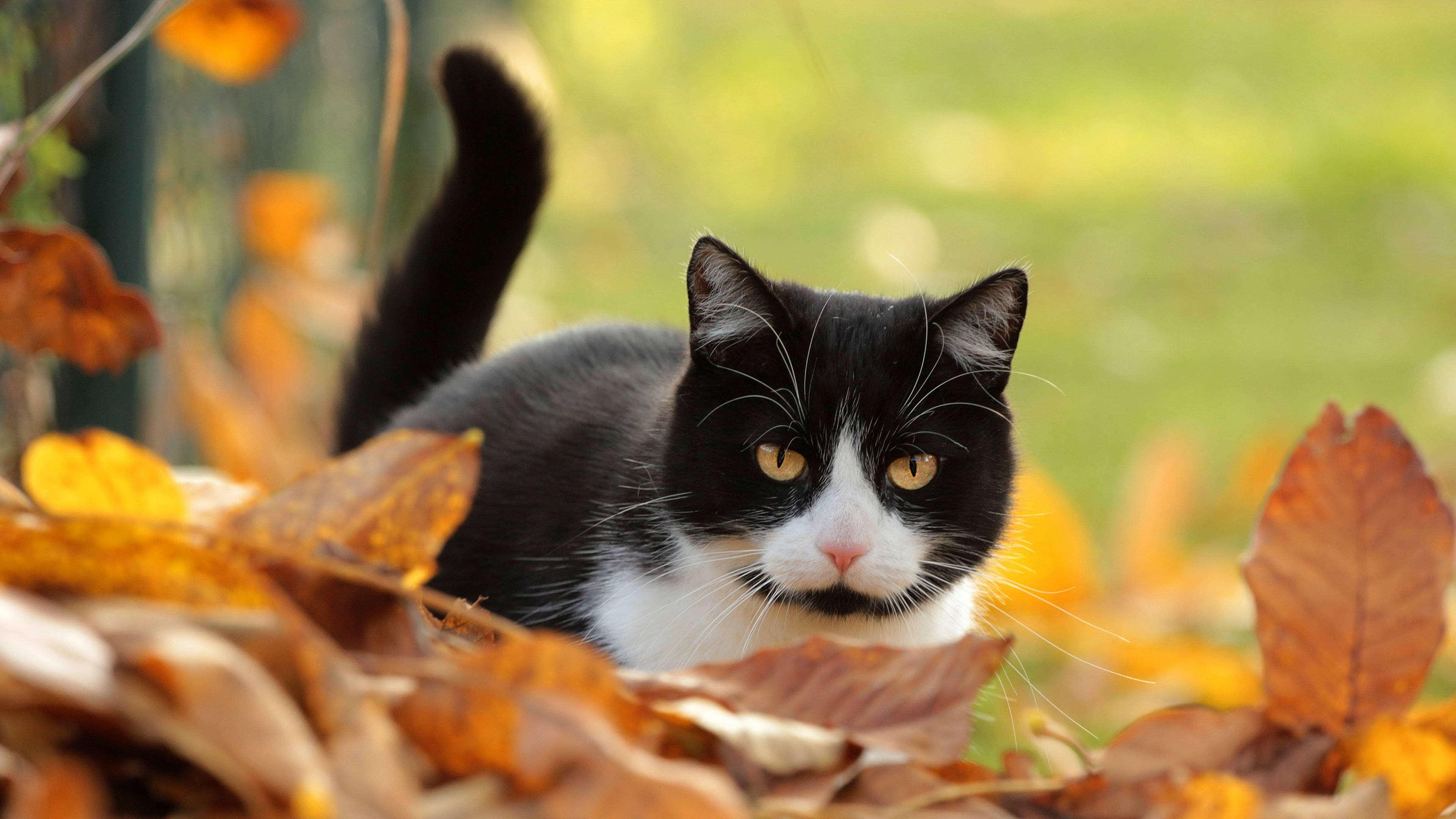 Fall Kittens Wallpapers - Wallpaper Cave