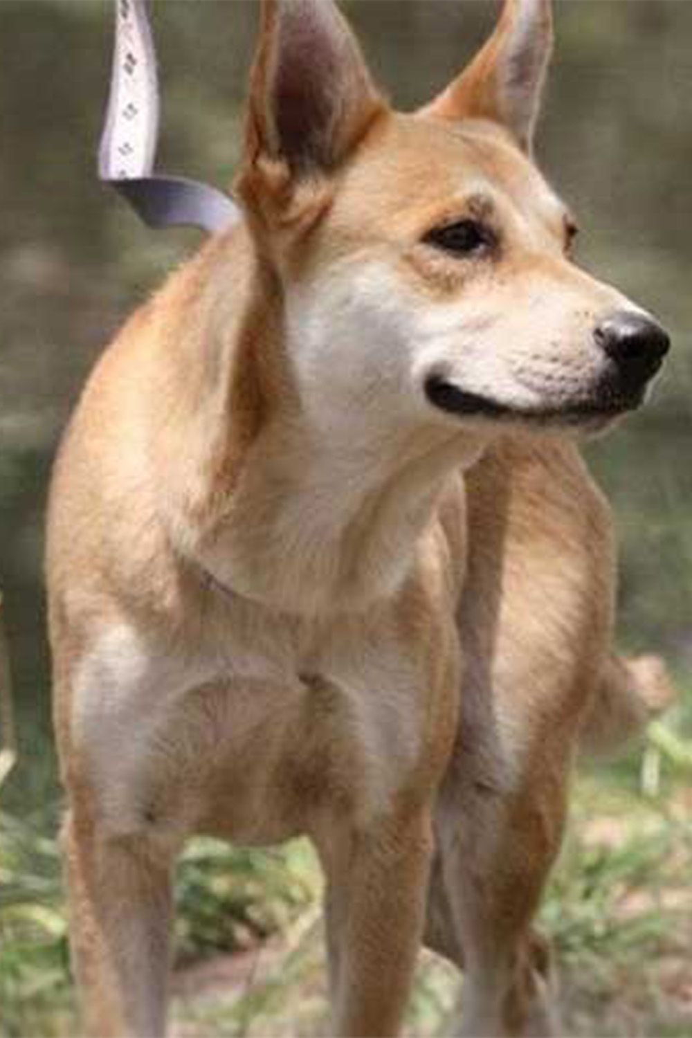 Carolina Dog Wallpapers - Wallpaper Cave