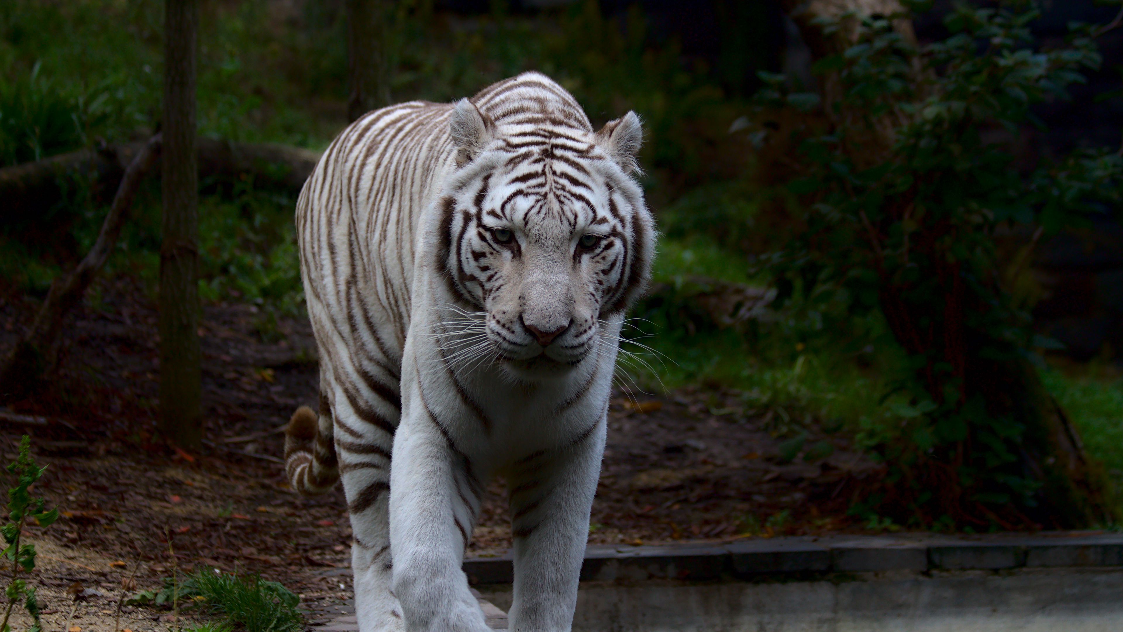 Cat Tiger Wallpapers - Wallpaper Cave