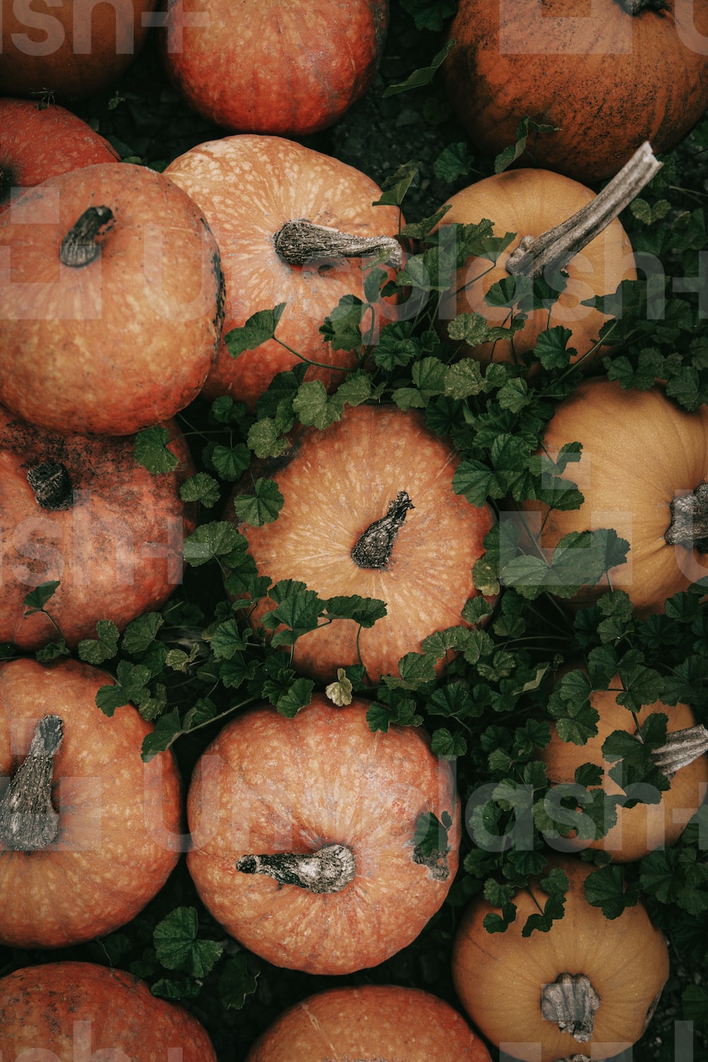 Autumn Bounty Wallpapers - Wallpaper Cave