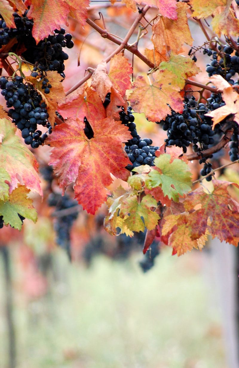 Autumn Bounty Wallpapers - Wallpaper Cave