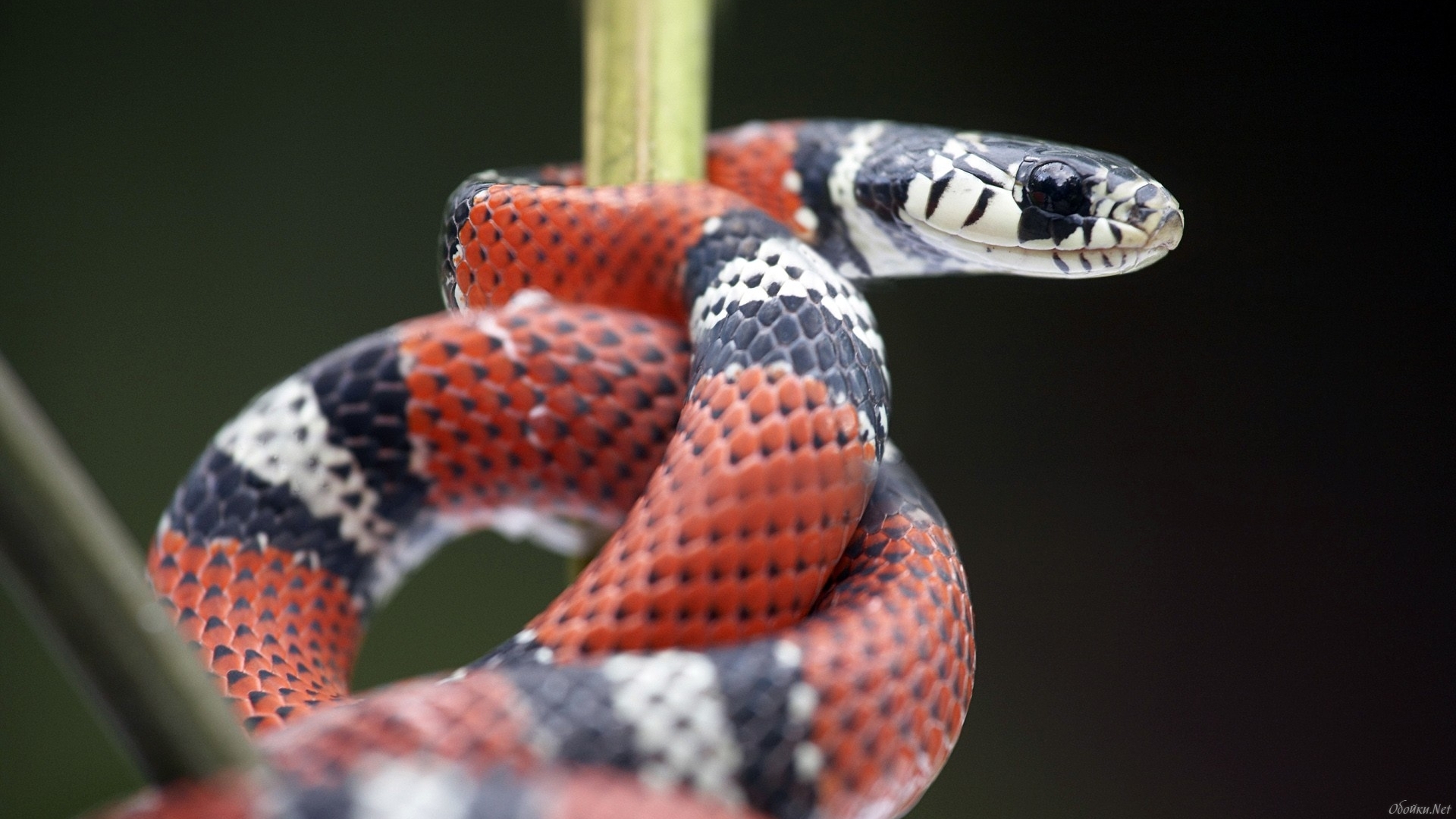 Coral Snake Wallpapers - Wallpaper Cave