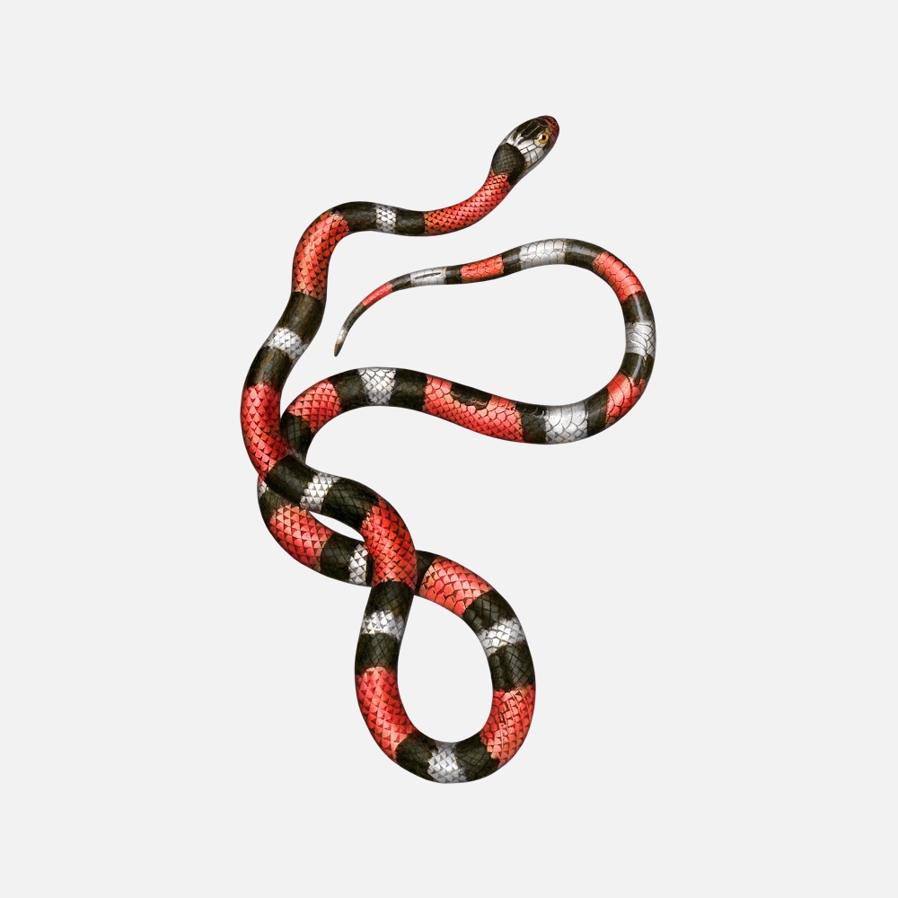 Coral Snake Wallpapers - Wallpaper Cave