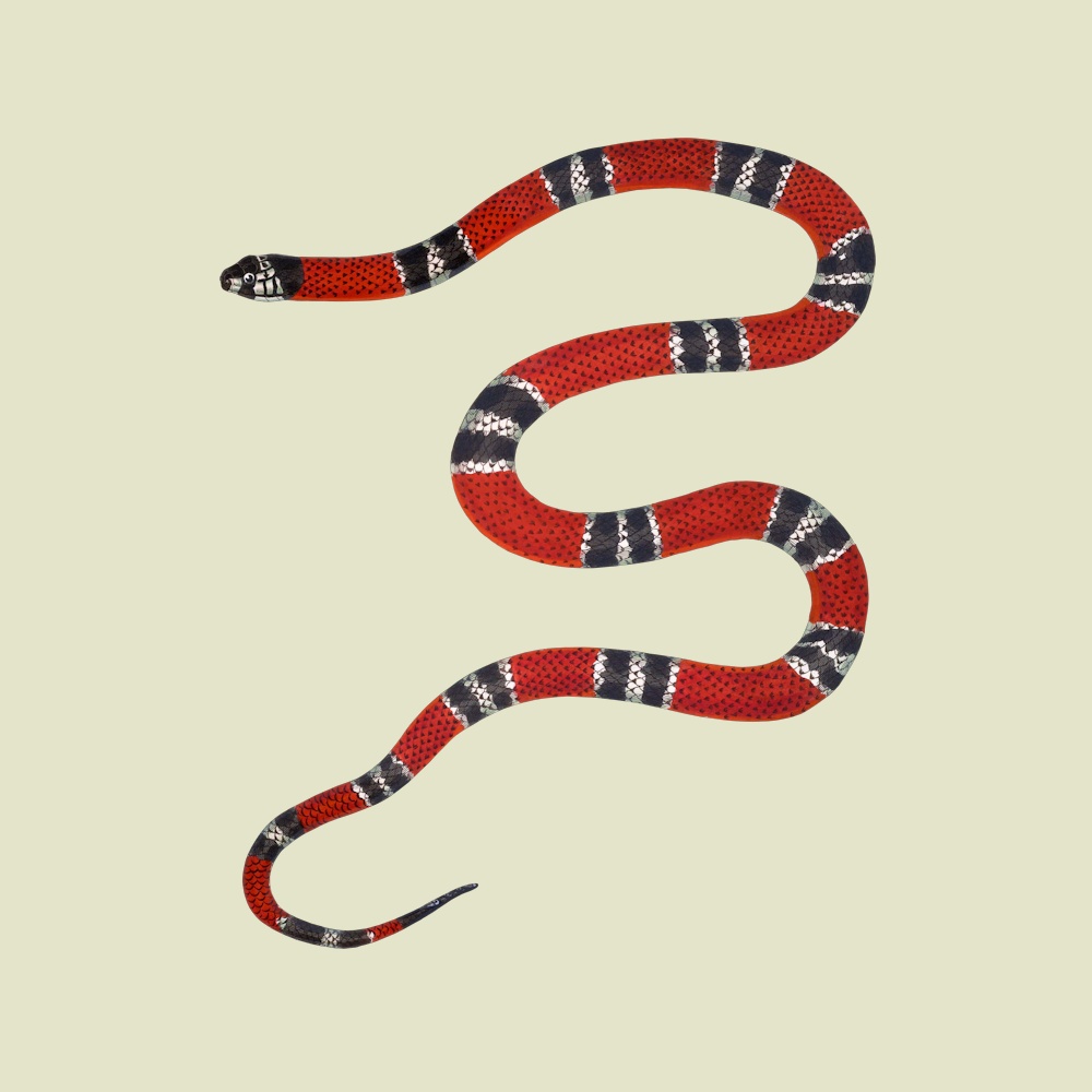 Coral Snake Wallpapers - Wallpaper Cave