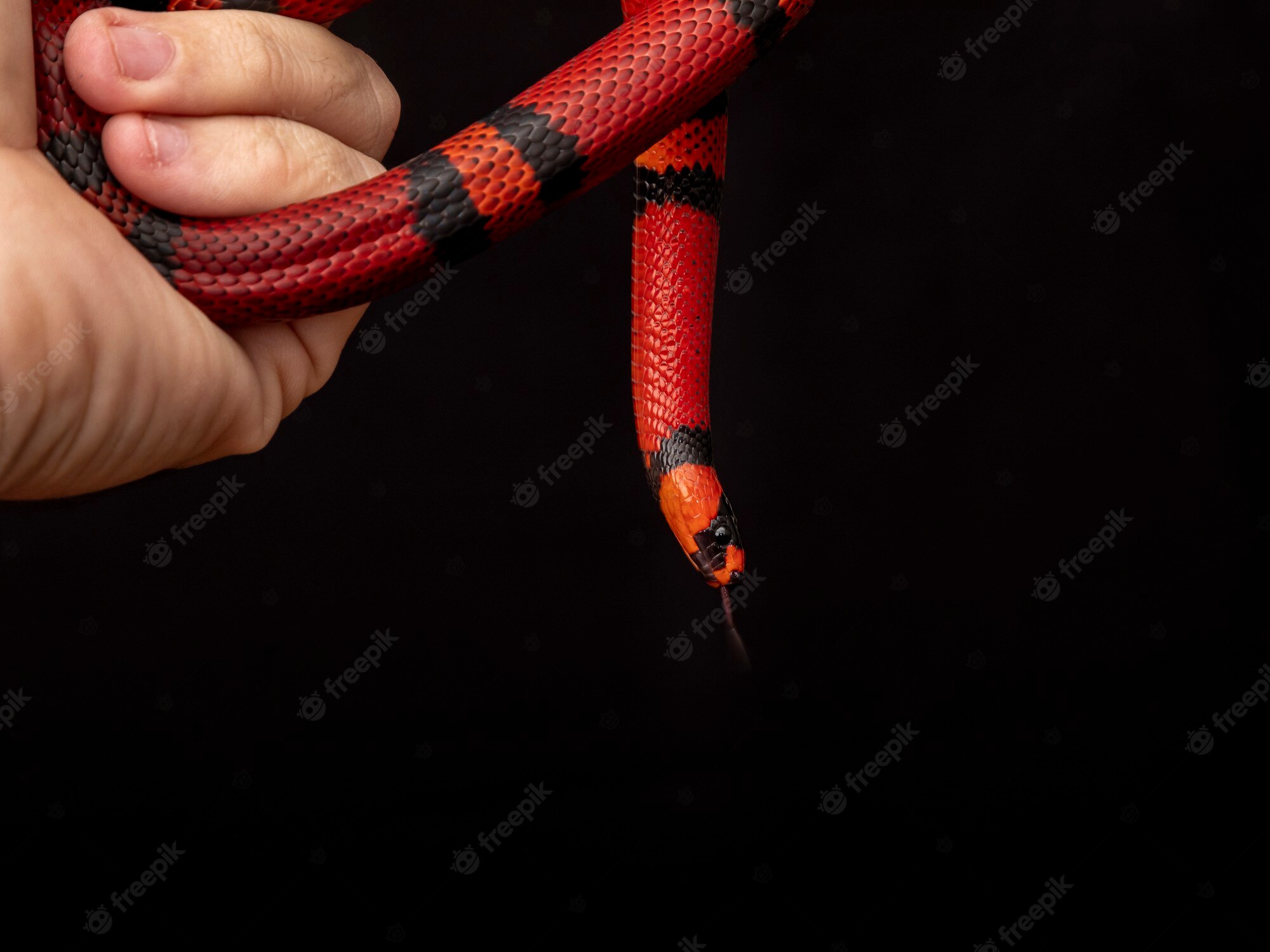 Coral Snake Wallpapers - Wallpaper Cave