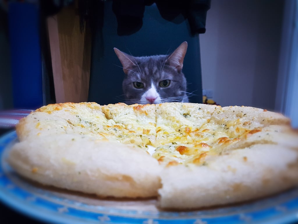 Cat Eating Wallpapers - Wallpaper Cave