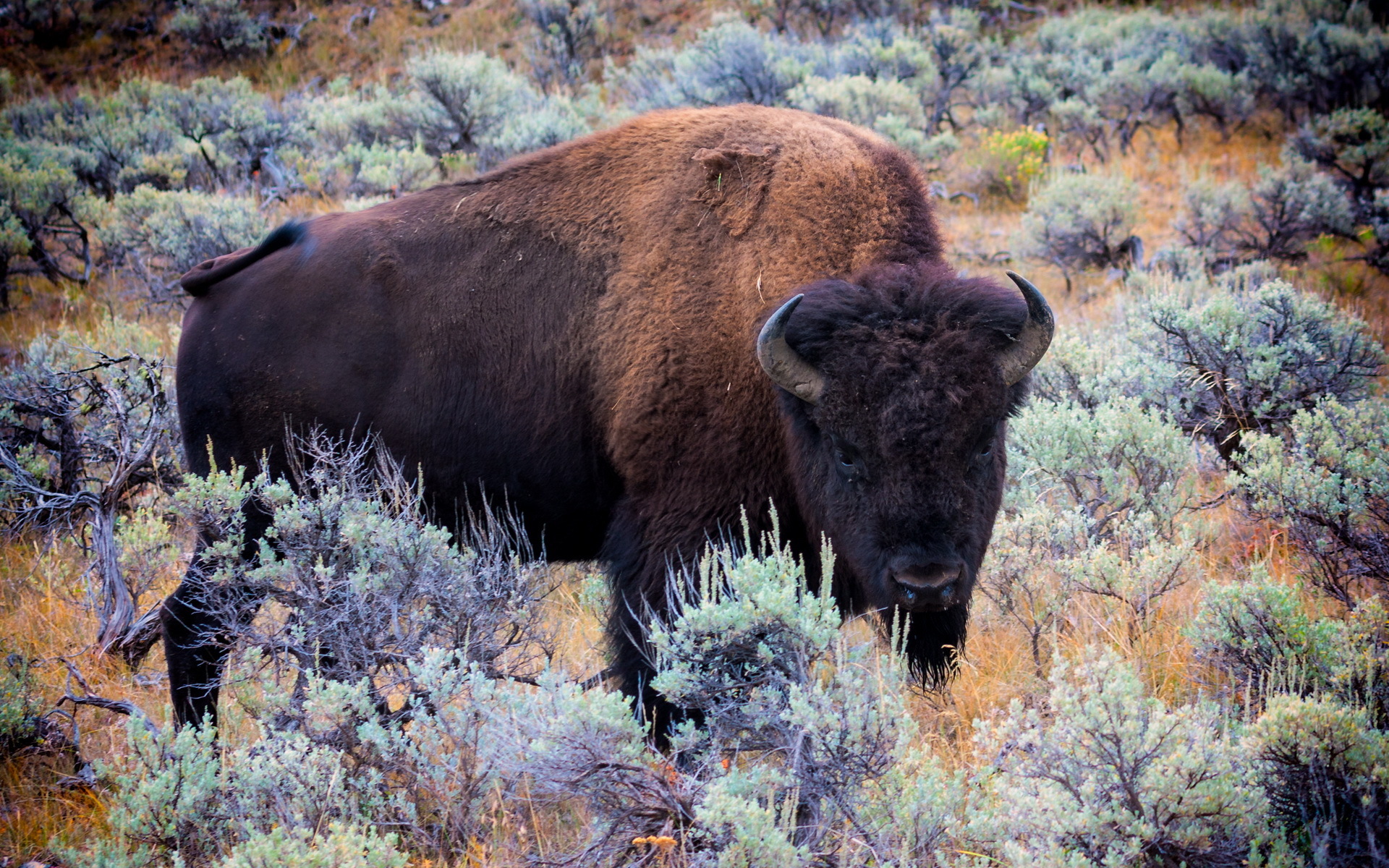 Buffalo Animal Wallpapers - Wallpaper Cave