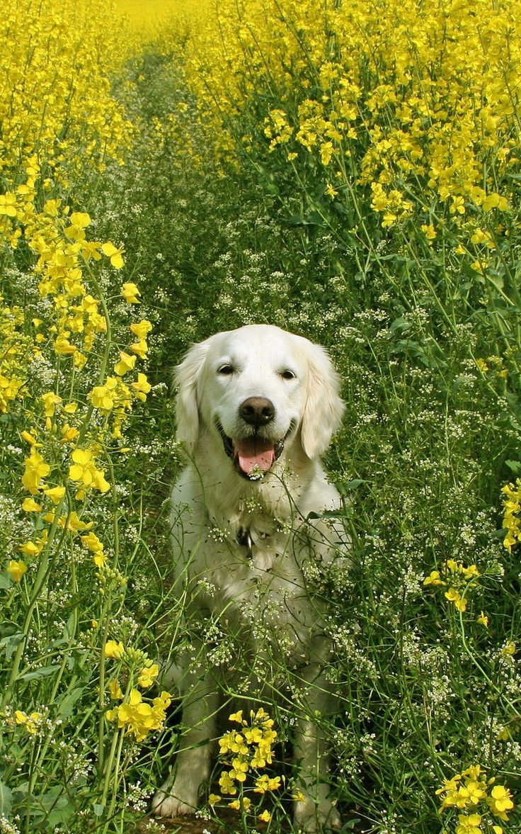 Dogs And Flowers Wallpapers - Wallpaper Cave