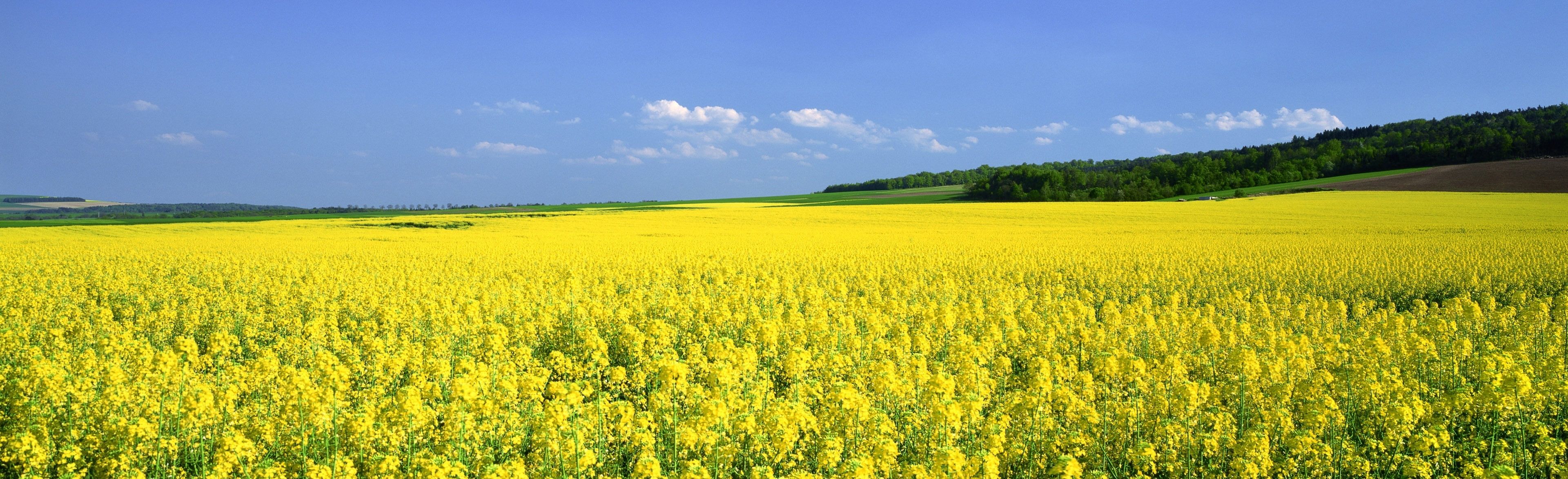 Mustard Field Wallpapers - Wallpaper Cave