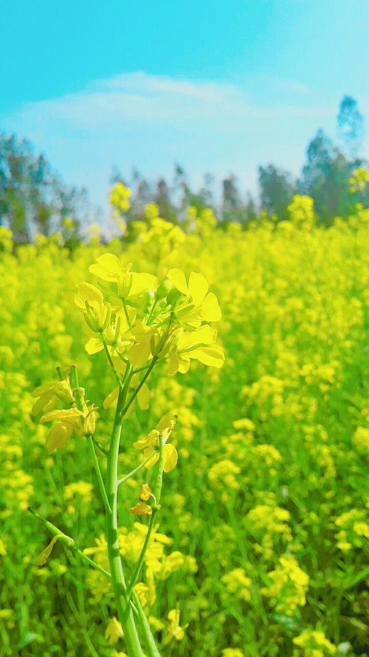 Mustard Field Wallpapers - Wallpaper Cave