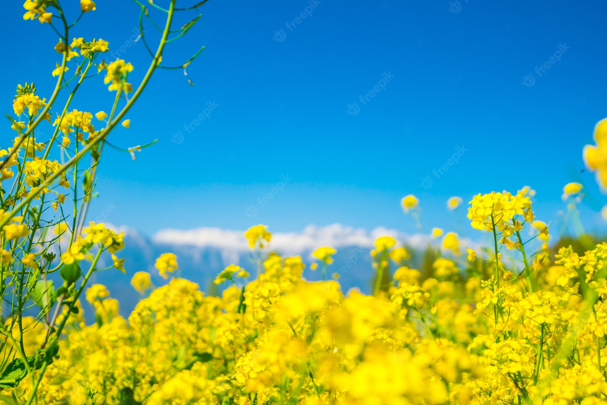 Mustard Field Wallpapers - Wallpaper Cave
