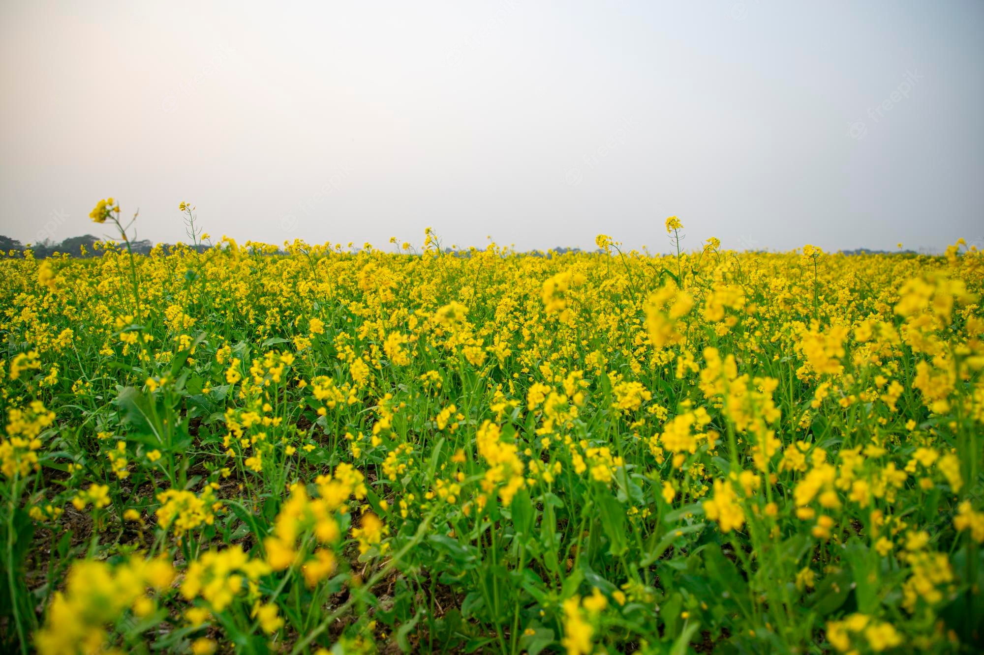 Mustard Field Wallpapers - Wallpaper Cave
