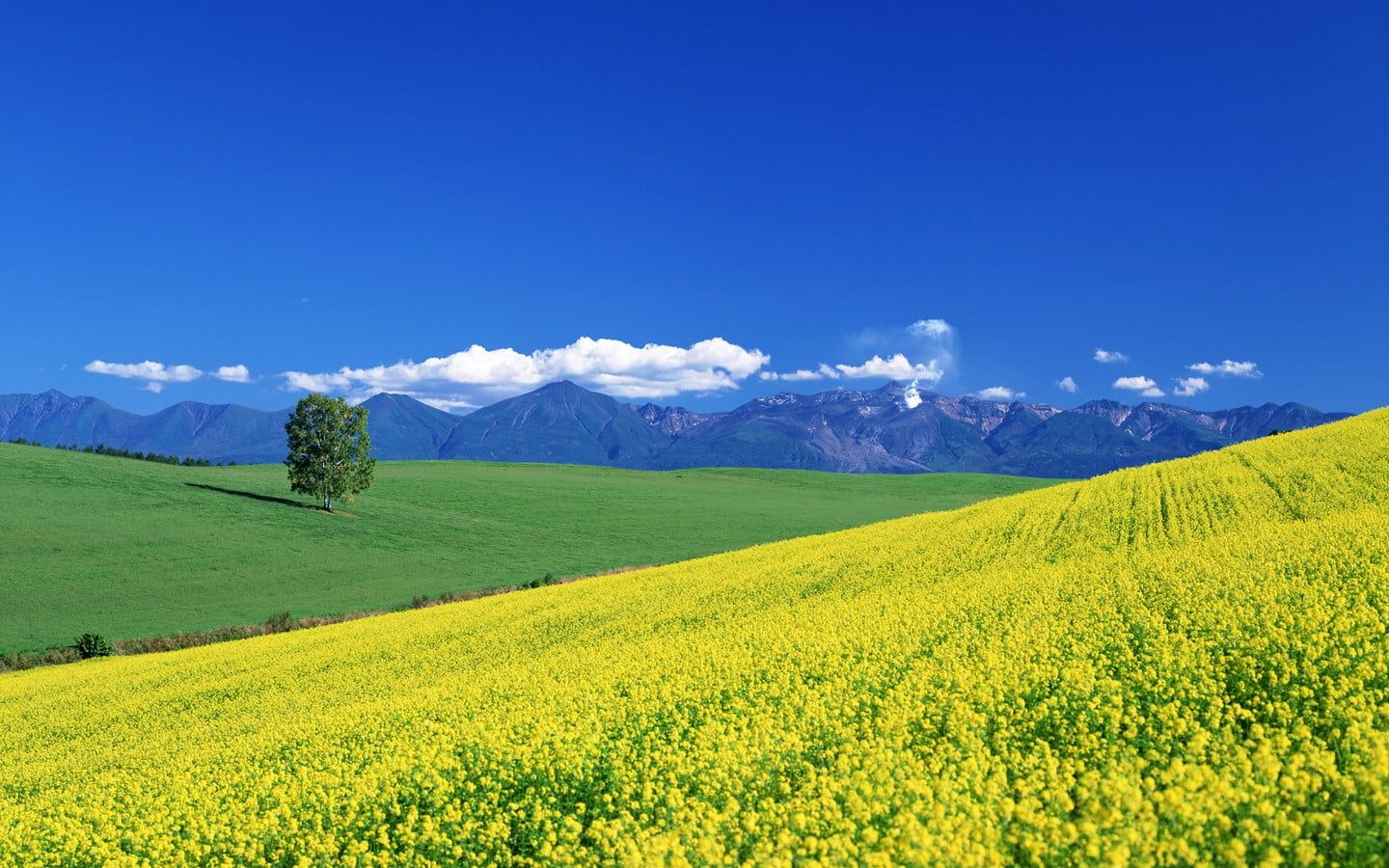 Mustard Field Wallpapers - Wallpaper Cave