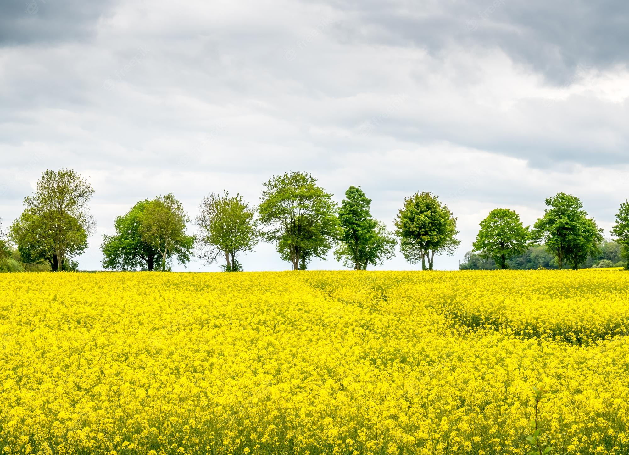 Mustard Field Wallpapers - Wallpaper Cave