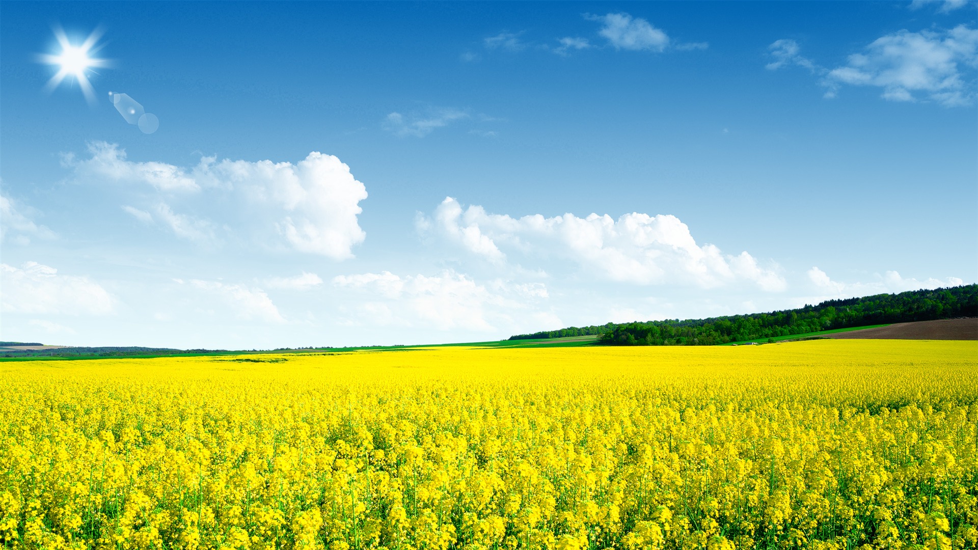 Mustard Field Wallpapers - Wallpaper Cave