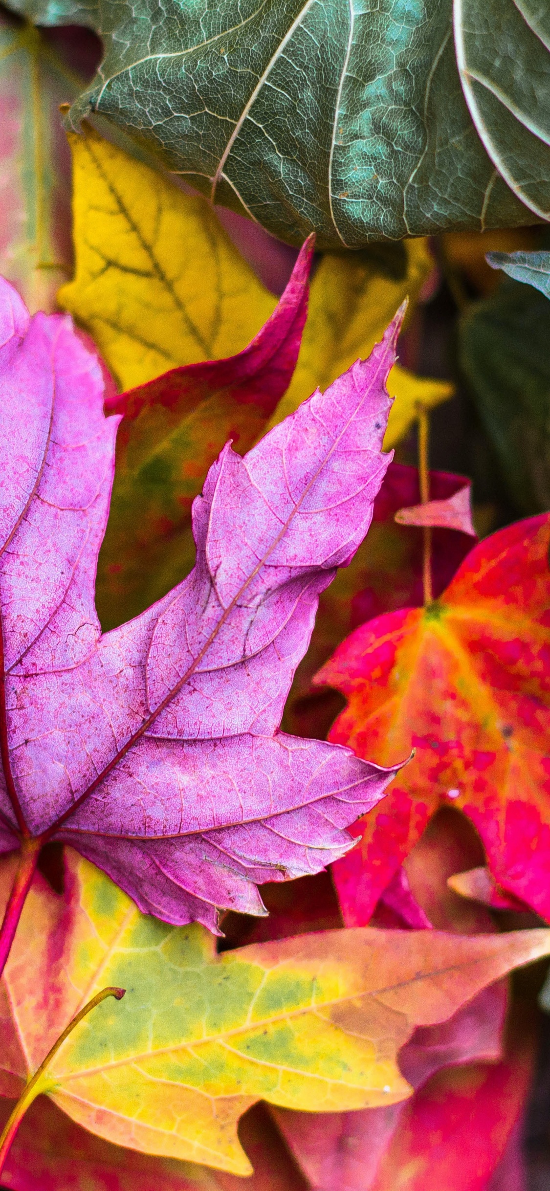 Autumn Violet Wallpapers - Wallpaper Cave
