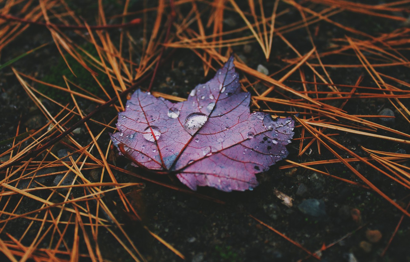 Autumn Violet Wallpapers - Wallpaper Cave