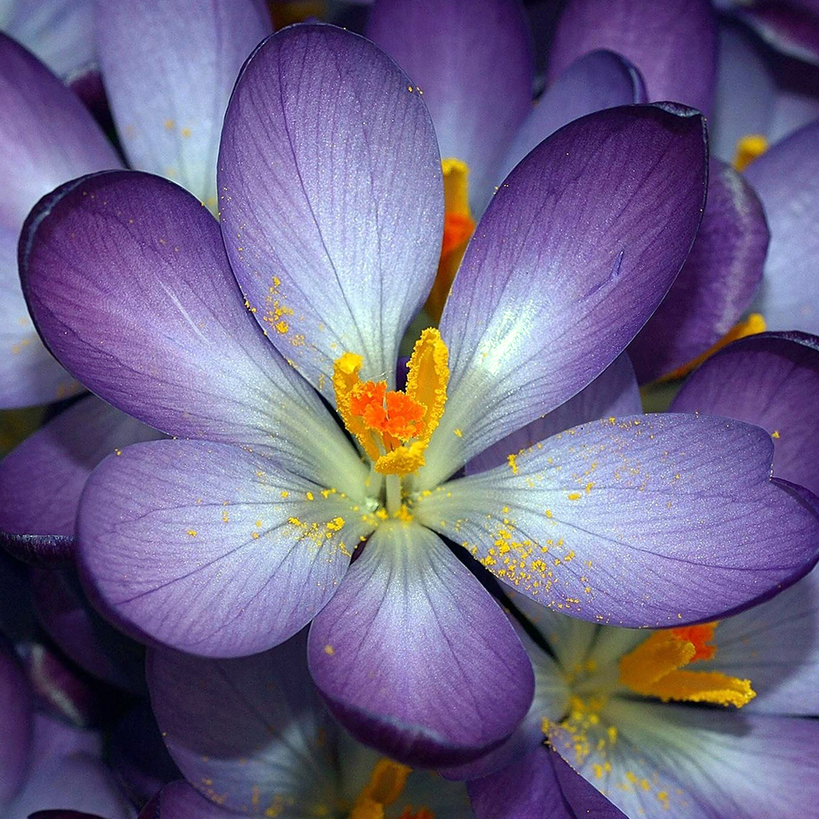 Autumn Violet Wallpapers - Wallpaper Cave